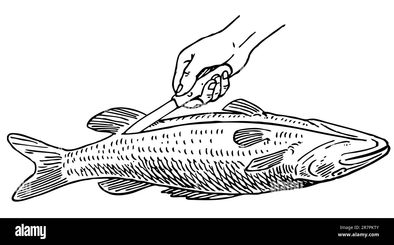 Professional kitchen chef raw Stock Vector Images - Alamy