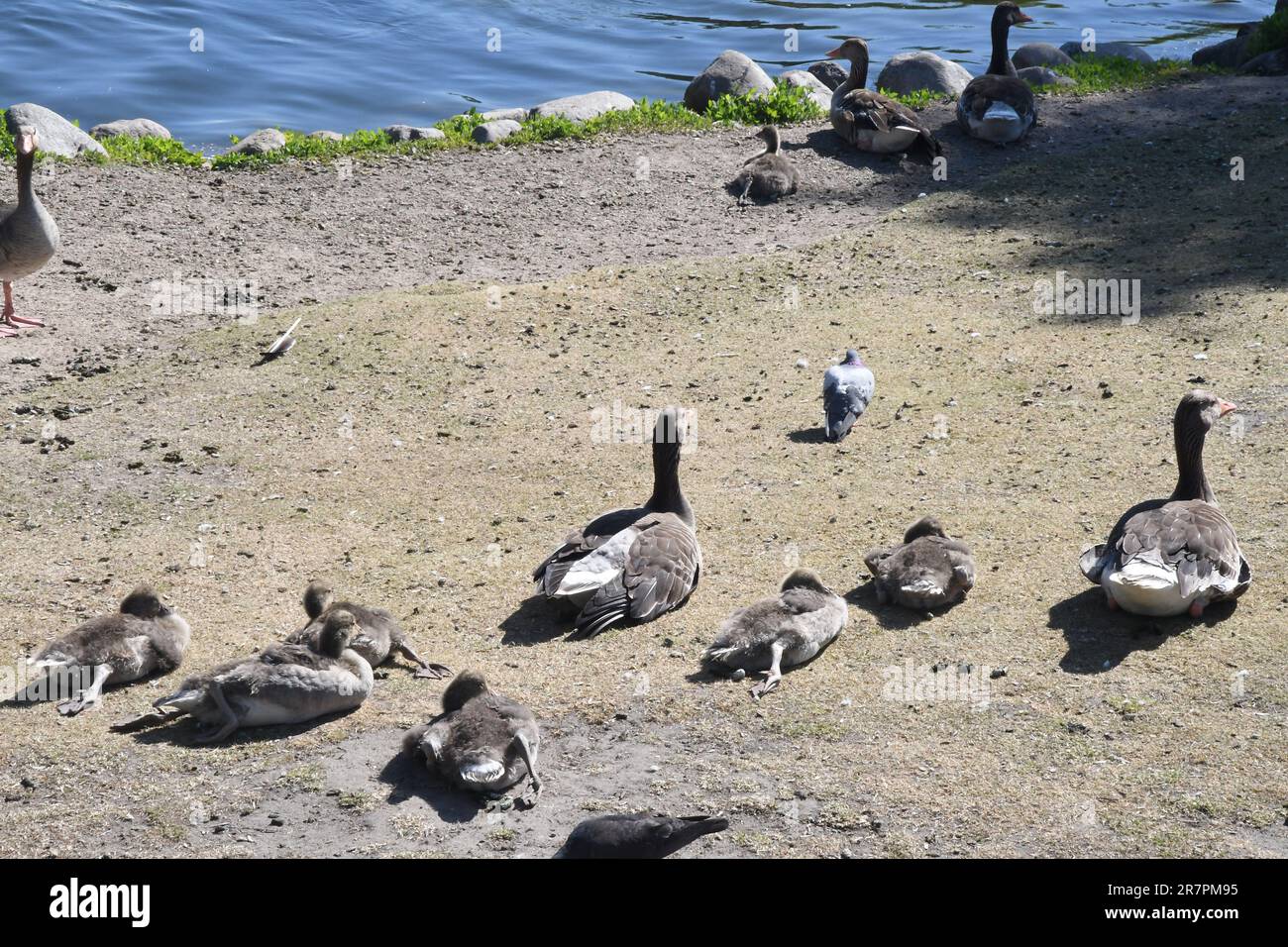 02 June 2023 /canda's national bird goose with chicks in lakre lake in ...