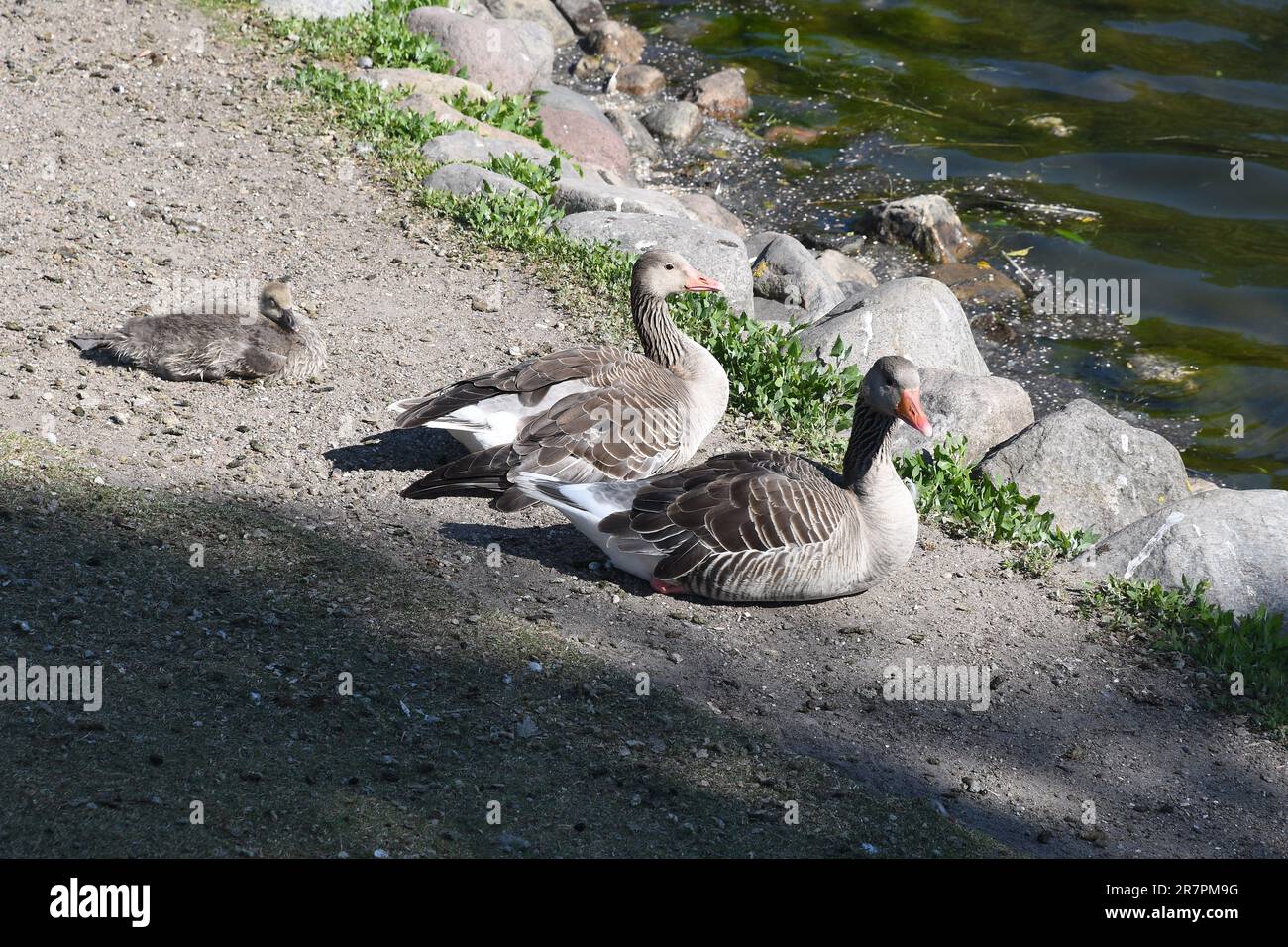 02 June 2023 /canda's national bird goose with chicks in lakre lake in ...