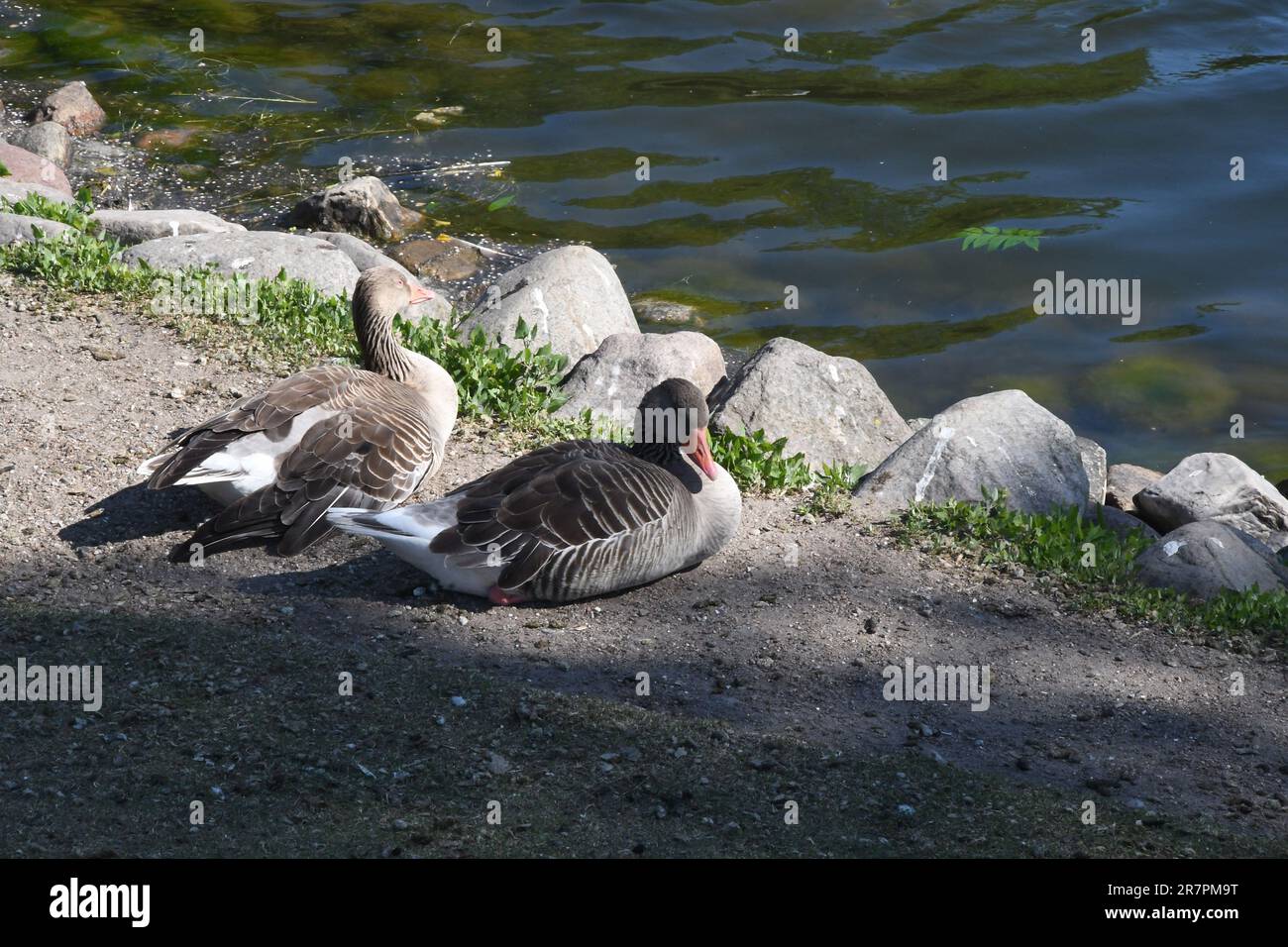 02 June 2023 /canda's national bird goose with chicks in lakre lake in ...