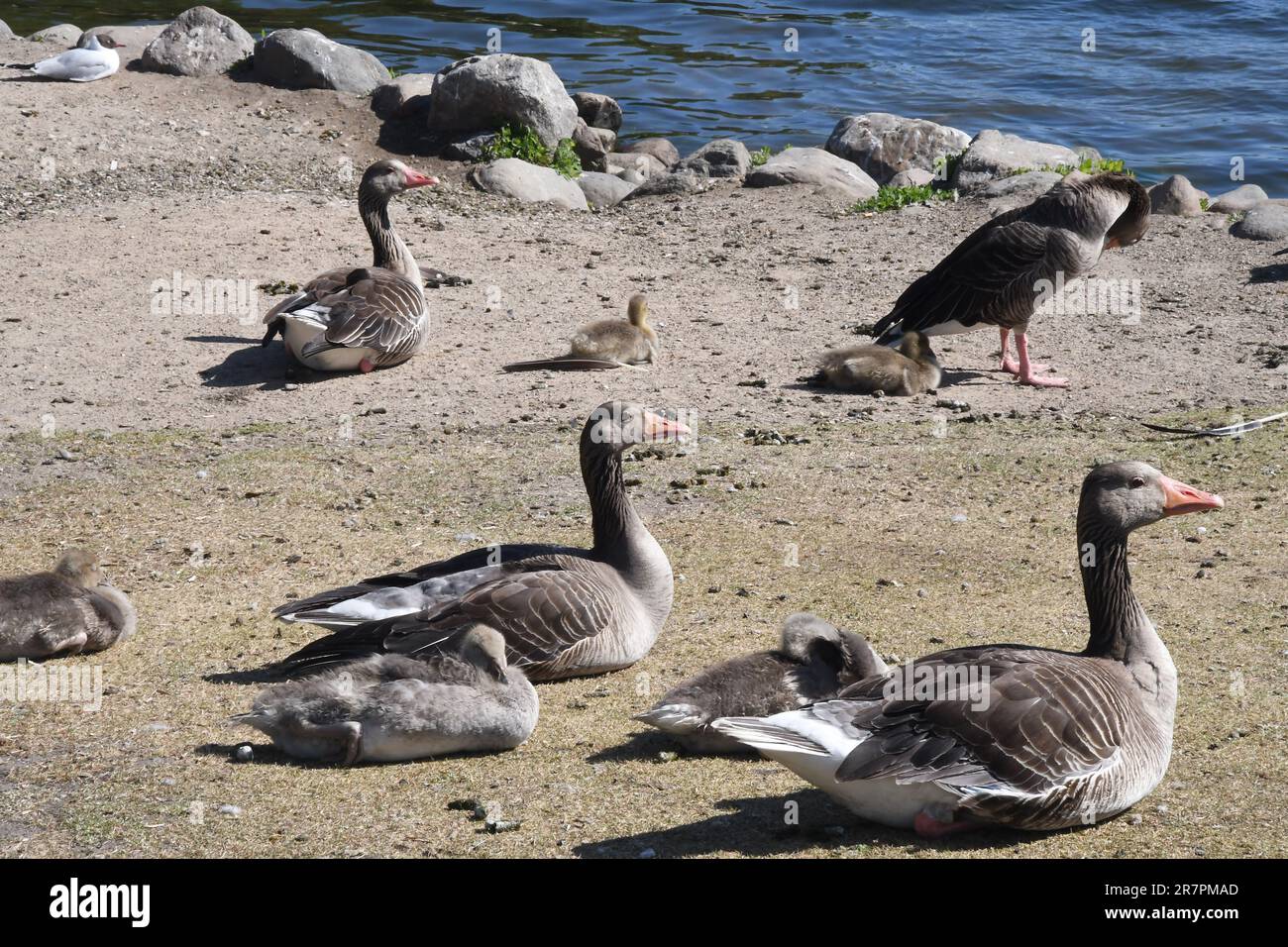 02 June 2023 /canda's national bird goose with chicks in lakre lake in ...