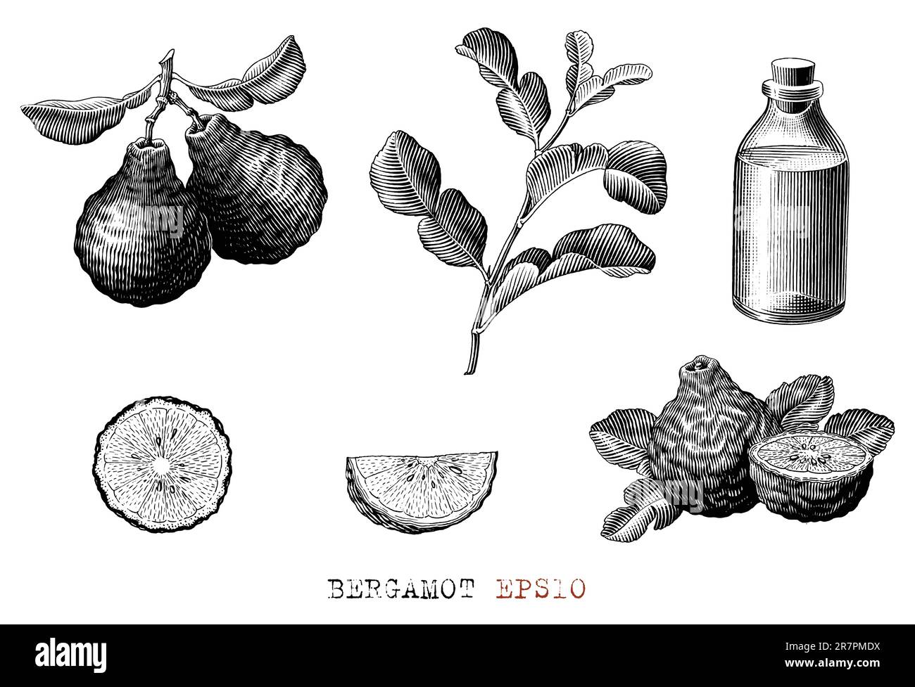 Bergamot plant Stock Vector Images - Alamy