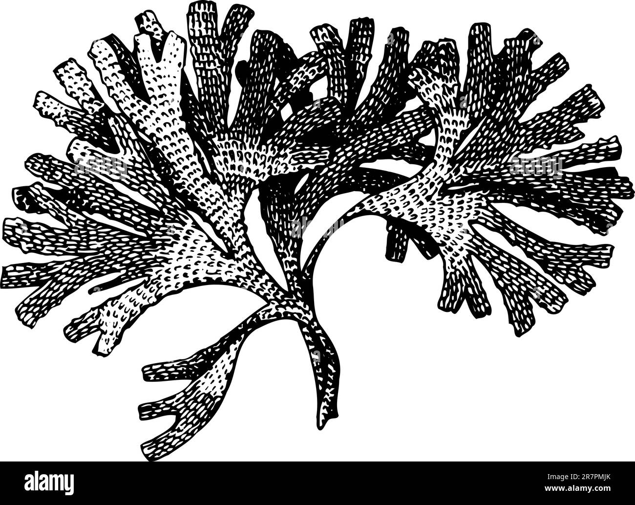 Sea sponge isolated on white Stock Vector Image & Art - Alamy