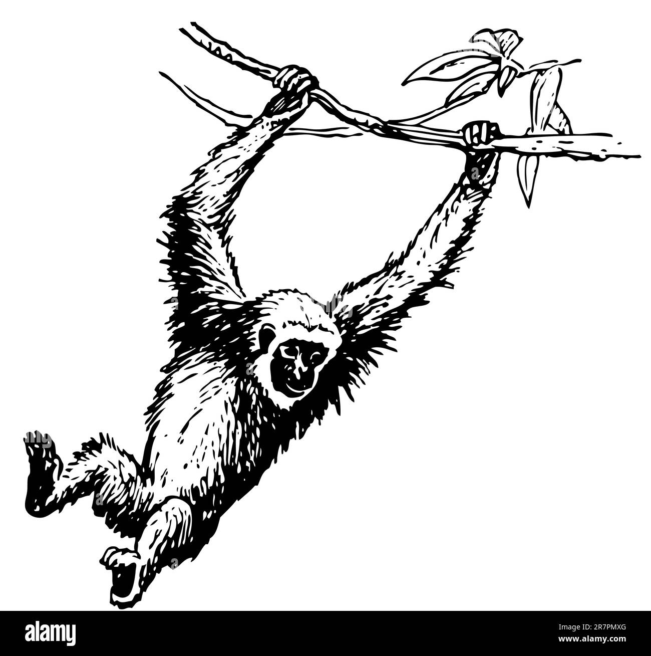 Ape tree Cut Out Stock Images & Pictures - Alamy