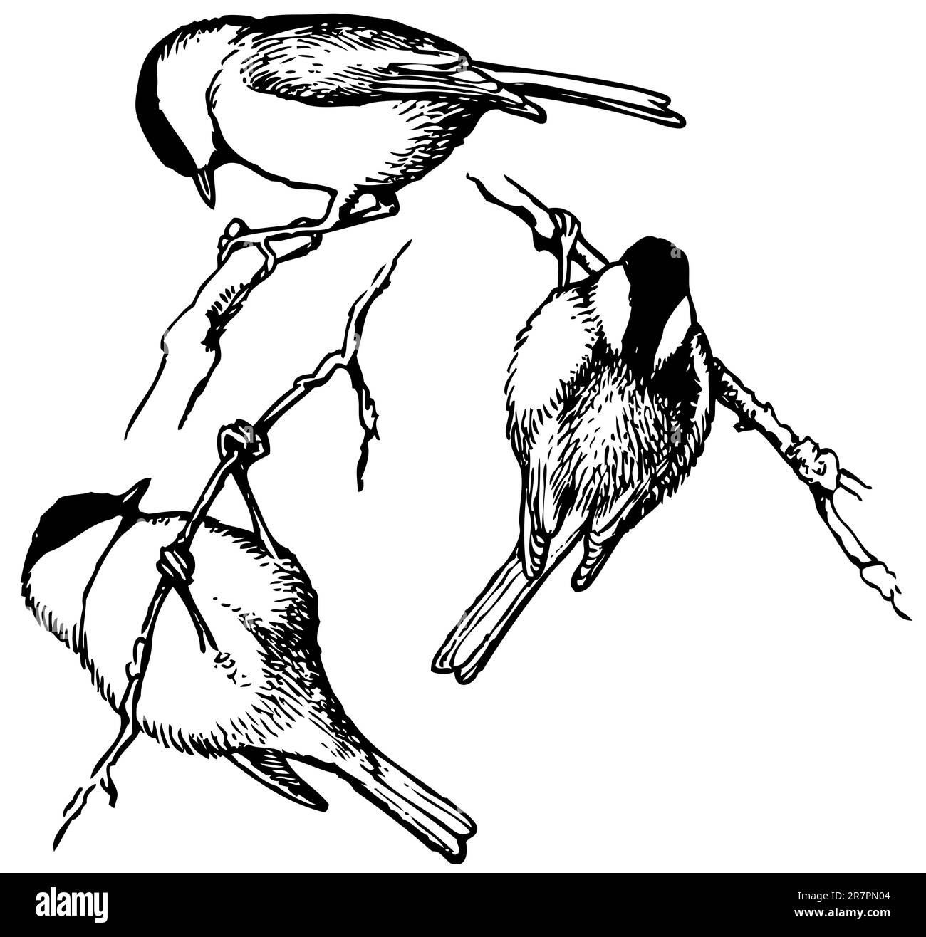 Bird cover Stock Vector Images - Alamy