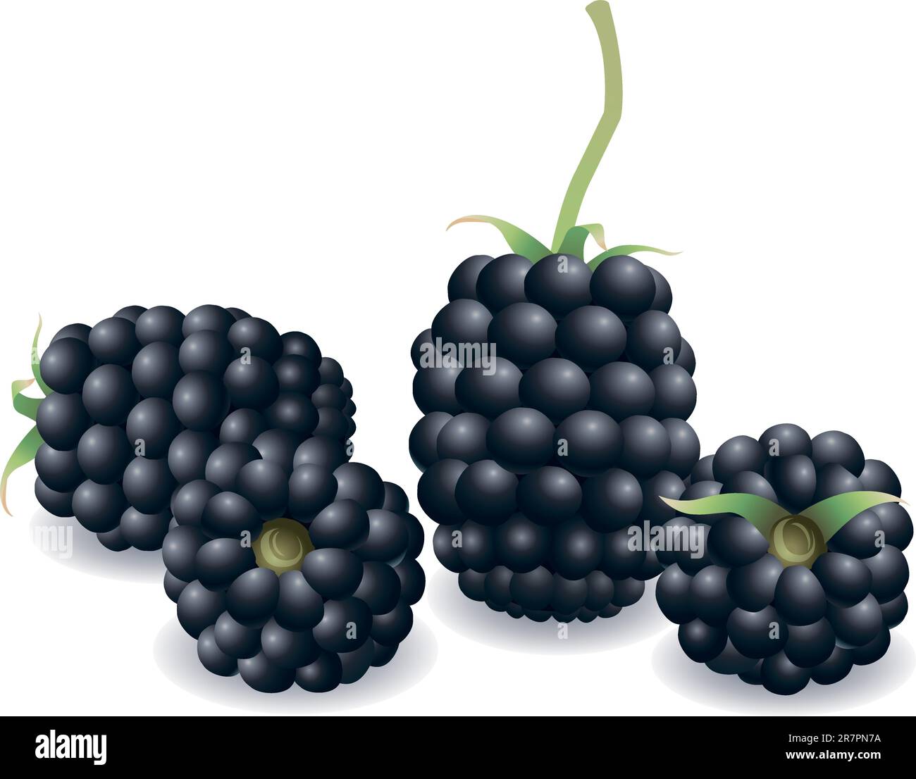 Realistic vector illustration of a bunch of blackberries Stock Vector ...