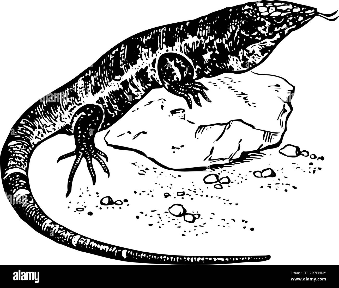 Red tegu hi-res stock photography and images - Alamy