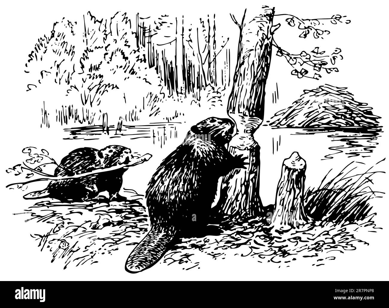 Rodent forest Stock Vector Images - Alamy