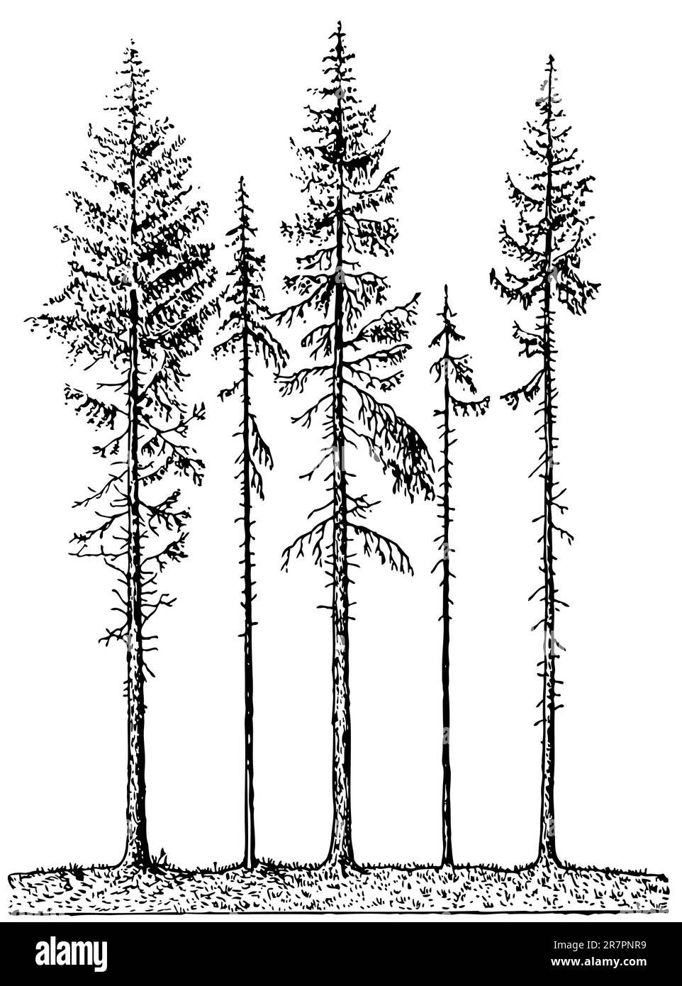 Lofty trees hi-res stock photography and images - Alamy