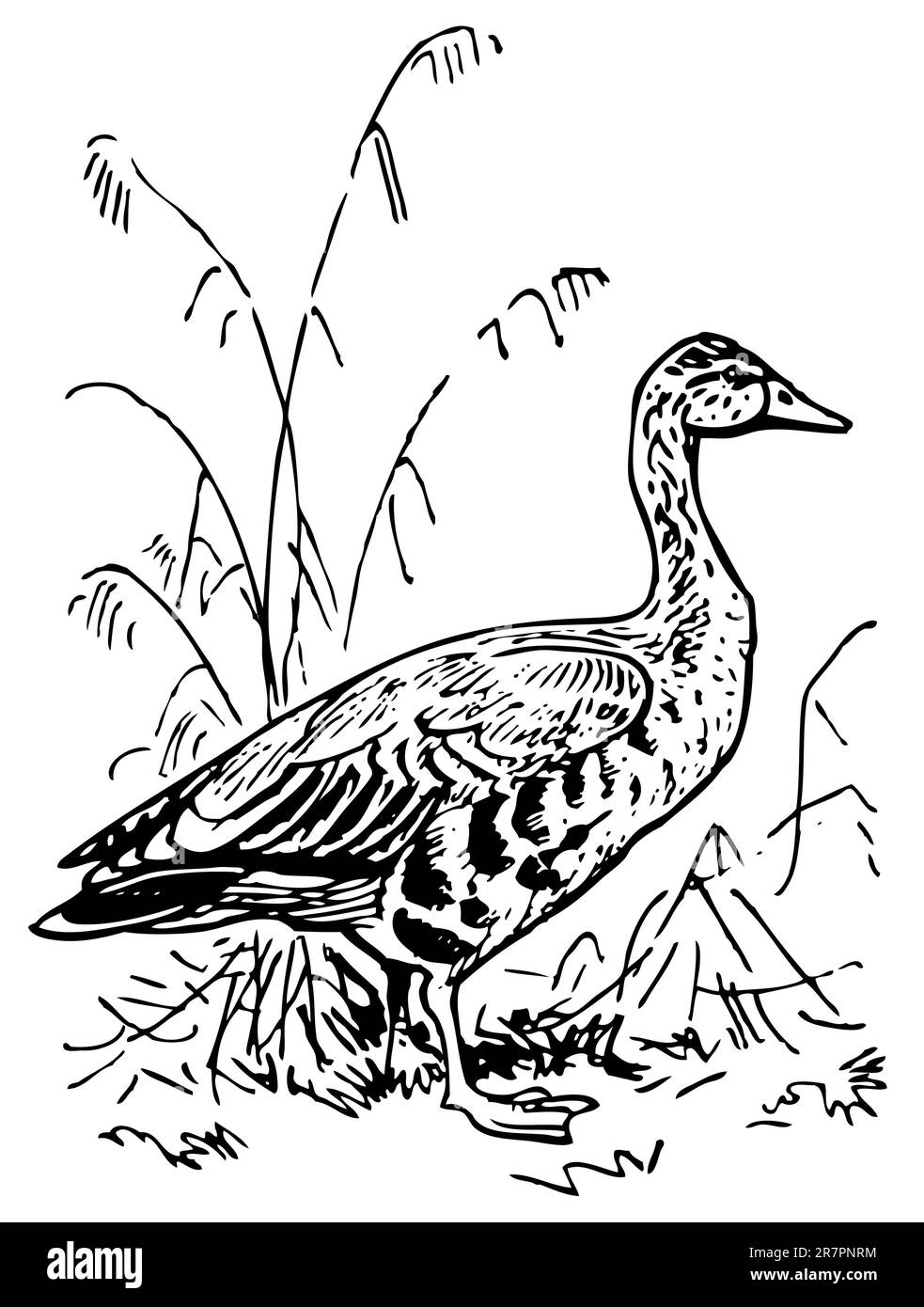 Greylag goose Cut Out Stock Images & Pictures - Alamy