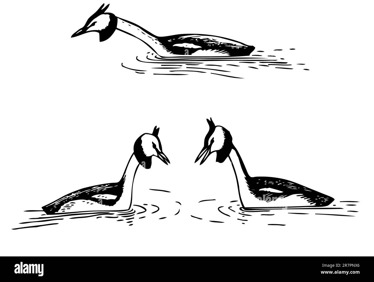 Great Crested Grebes in the water Stock Vector Image & Art - Alamy