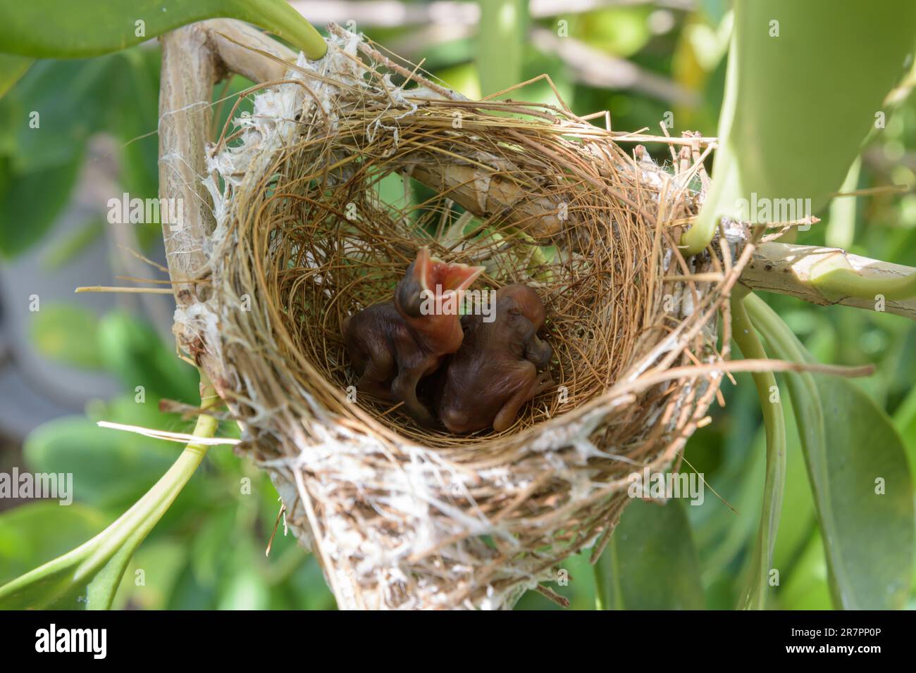 Birds nest on a branching tree with two baby birds Stock Photo - Alamy