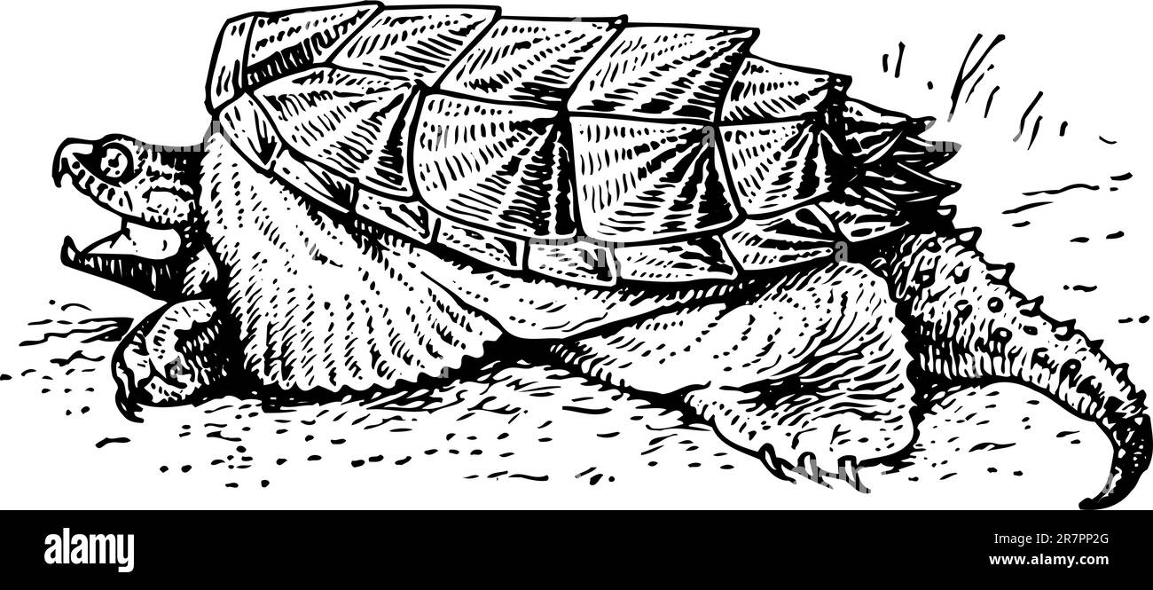 Turtle habitat picture Cut Out Stock Images & Pictures - Alamy