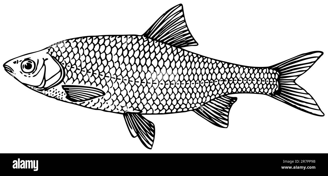 The roaches Stock Vector Images - Alamy