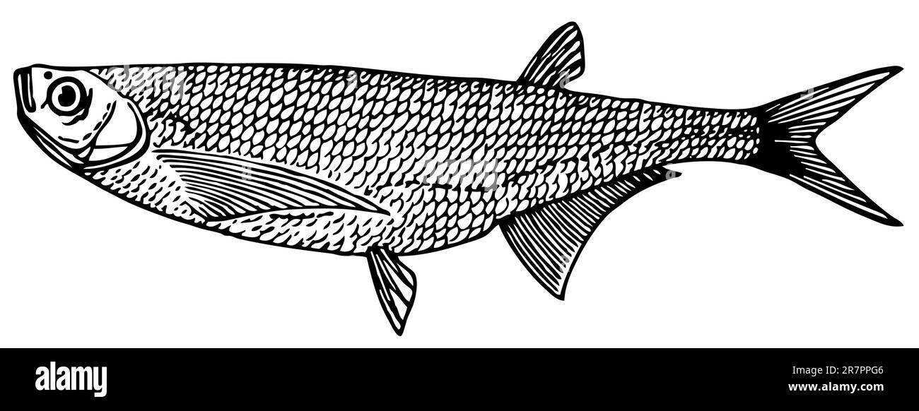 Sabre fish Stock Vector Images - Alamy