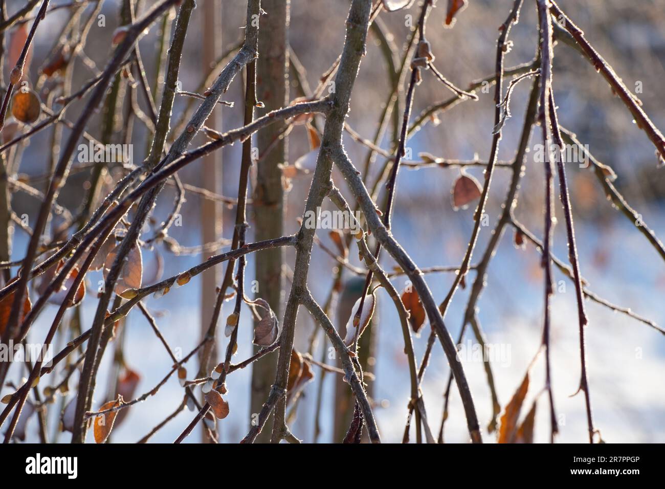 tree branches in sunlight in winter close-up Stock Photo - Alamy