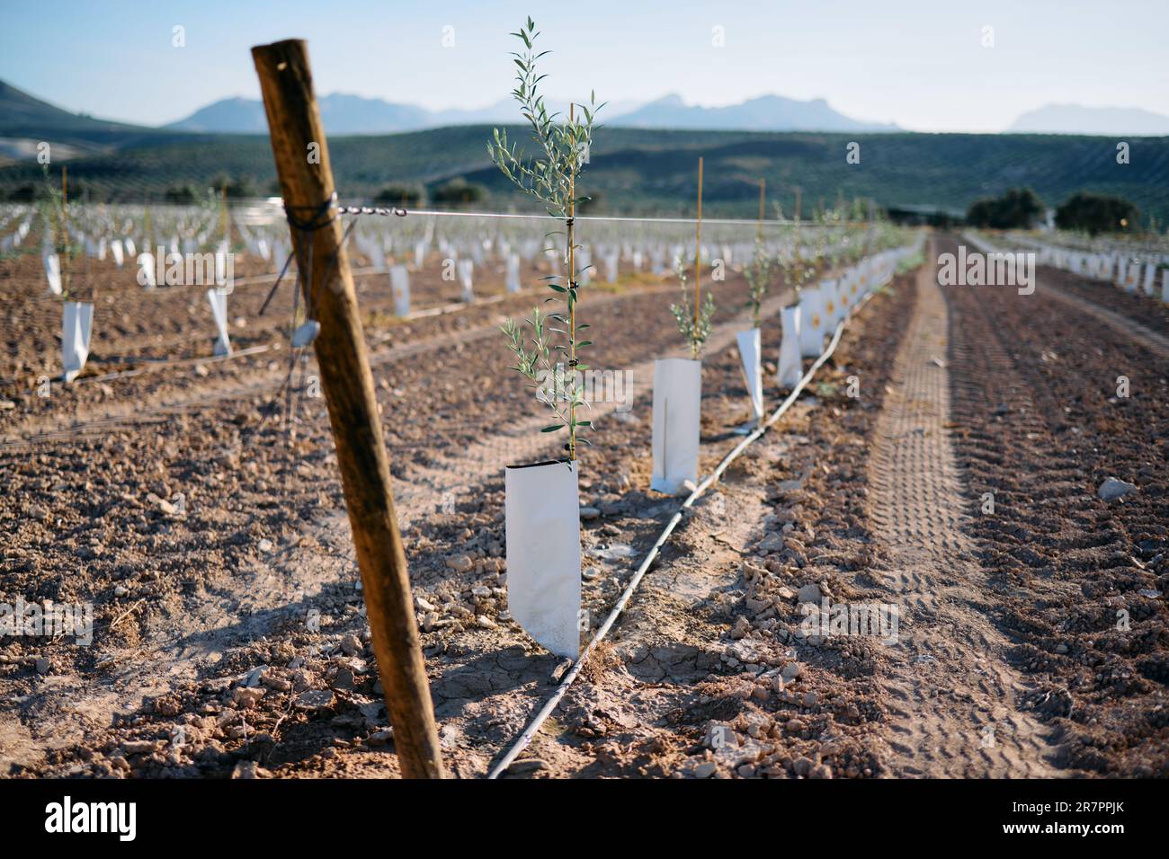 Close-up of newly planted olive trees in a field. The olive trees have ...