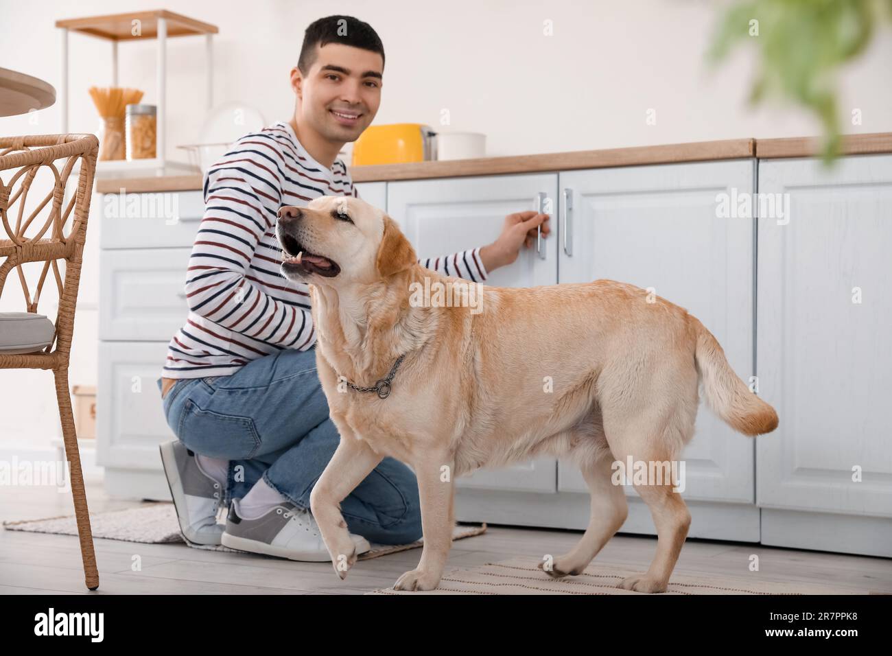 Young man with cute Labrador dog opening cupboard door in kitchen Stock ...