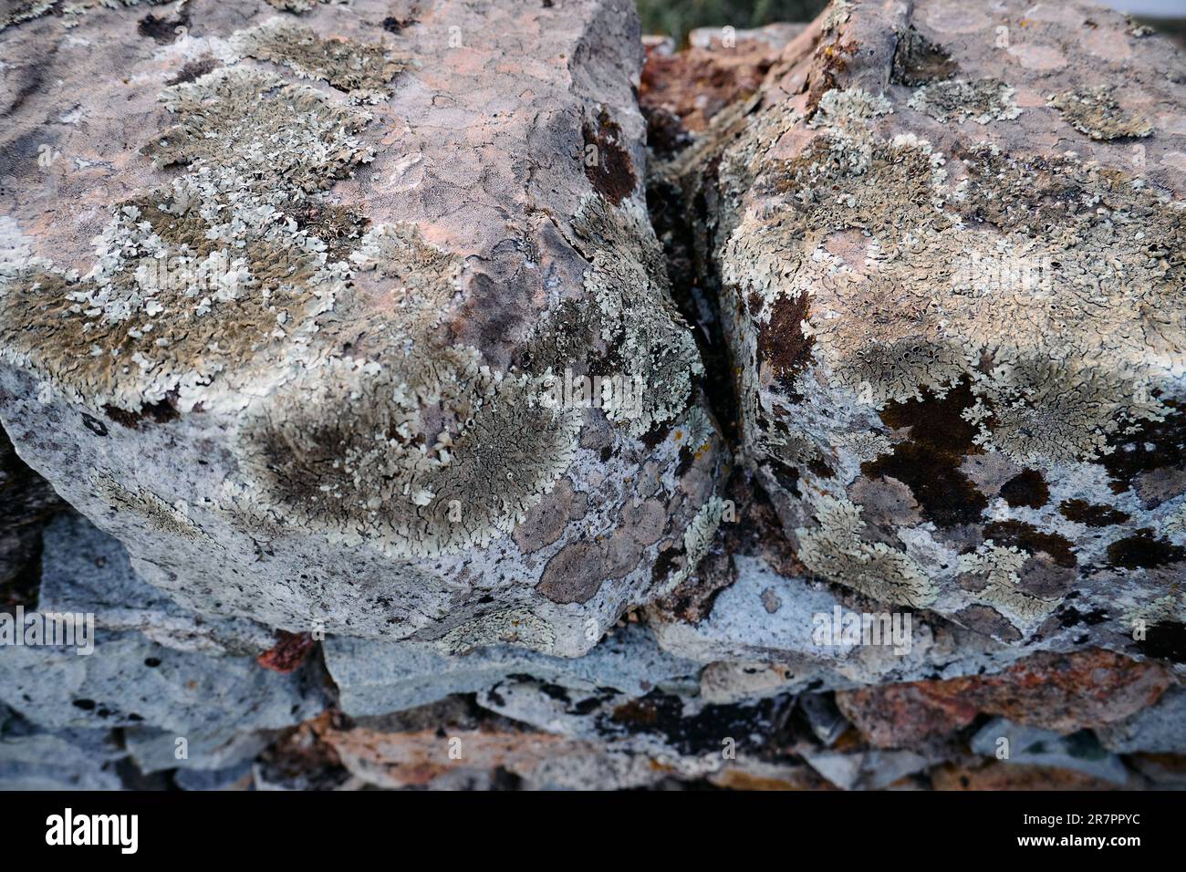 Hongos bacterias hi-res stock photography and images - Alamy