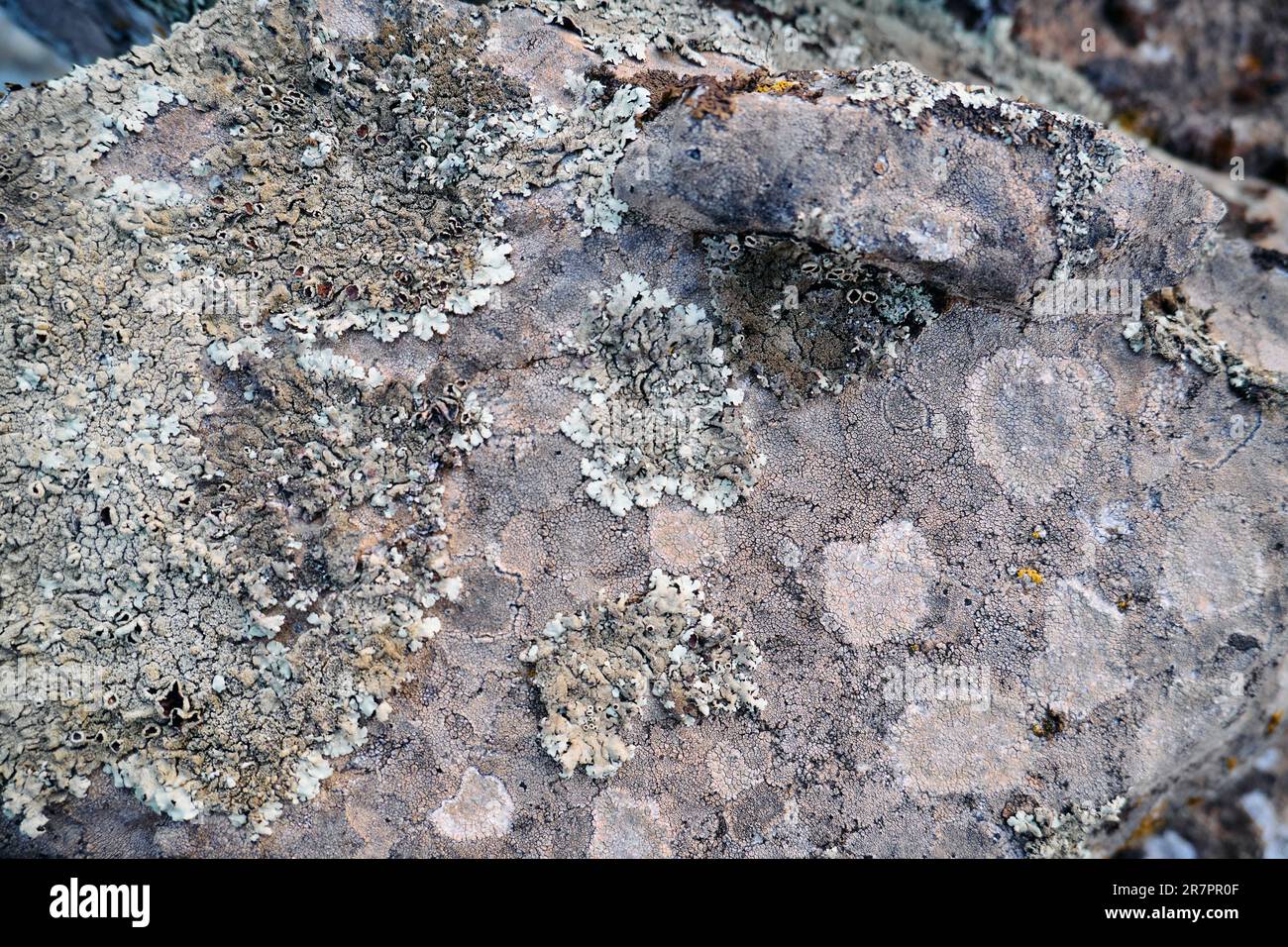 Detail plan of Rocks of an ancient wall covered with fungi, bacteria ...