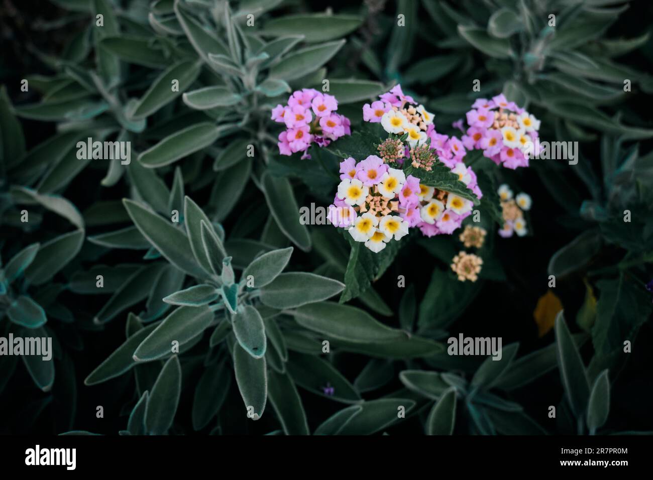 Cluster of small flowers hi-res stock photography and images - Alamy