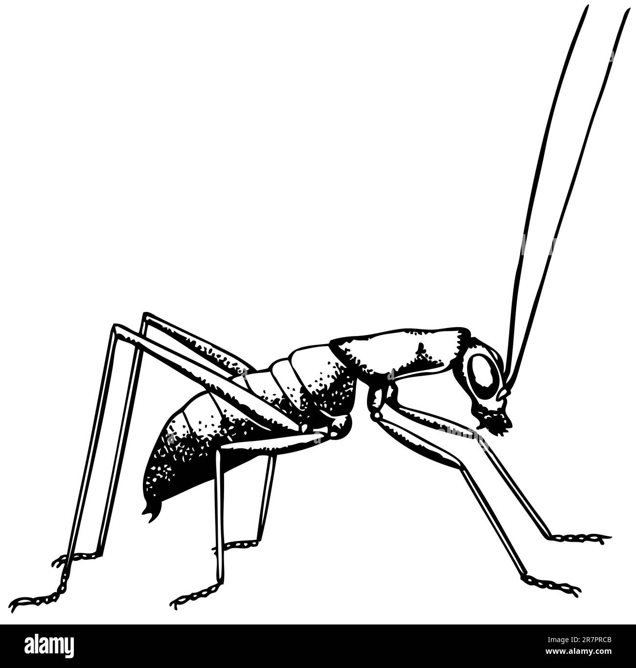 Katydid Stock Vector Images - Alamy