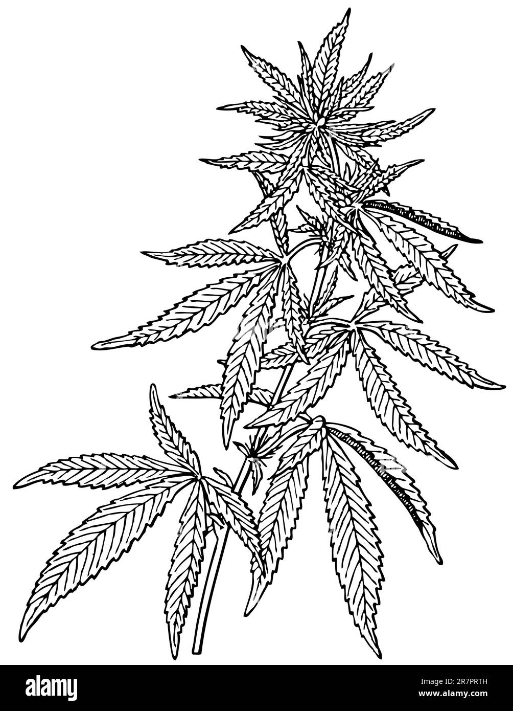 Cannabis leaf on white Black and White Stock Photos & Images - Alamy