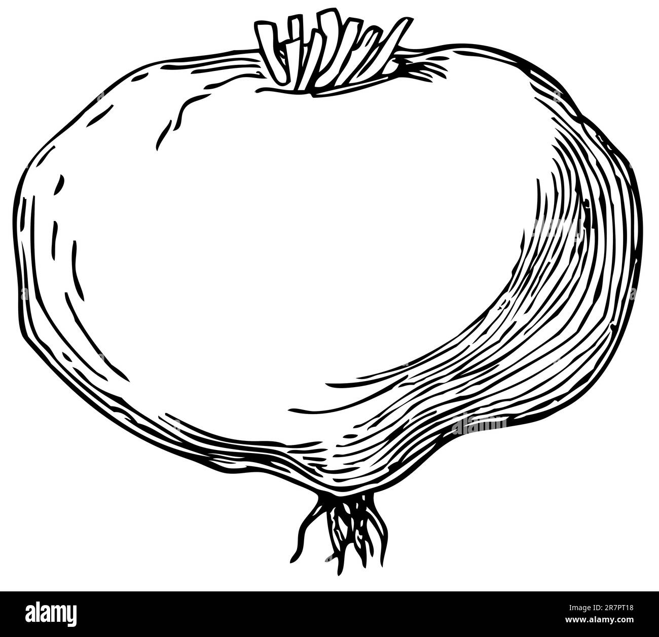 Maca (Lepidium meyenii) isolated on white Stock Vector Image & Art - Alamy