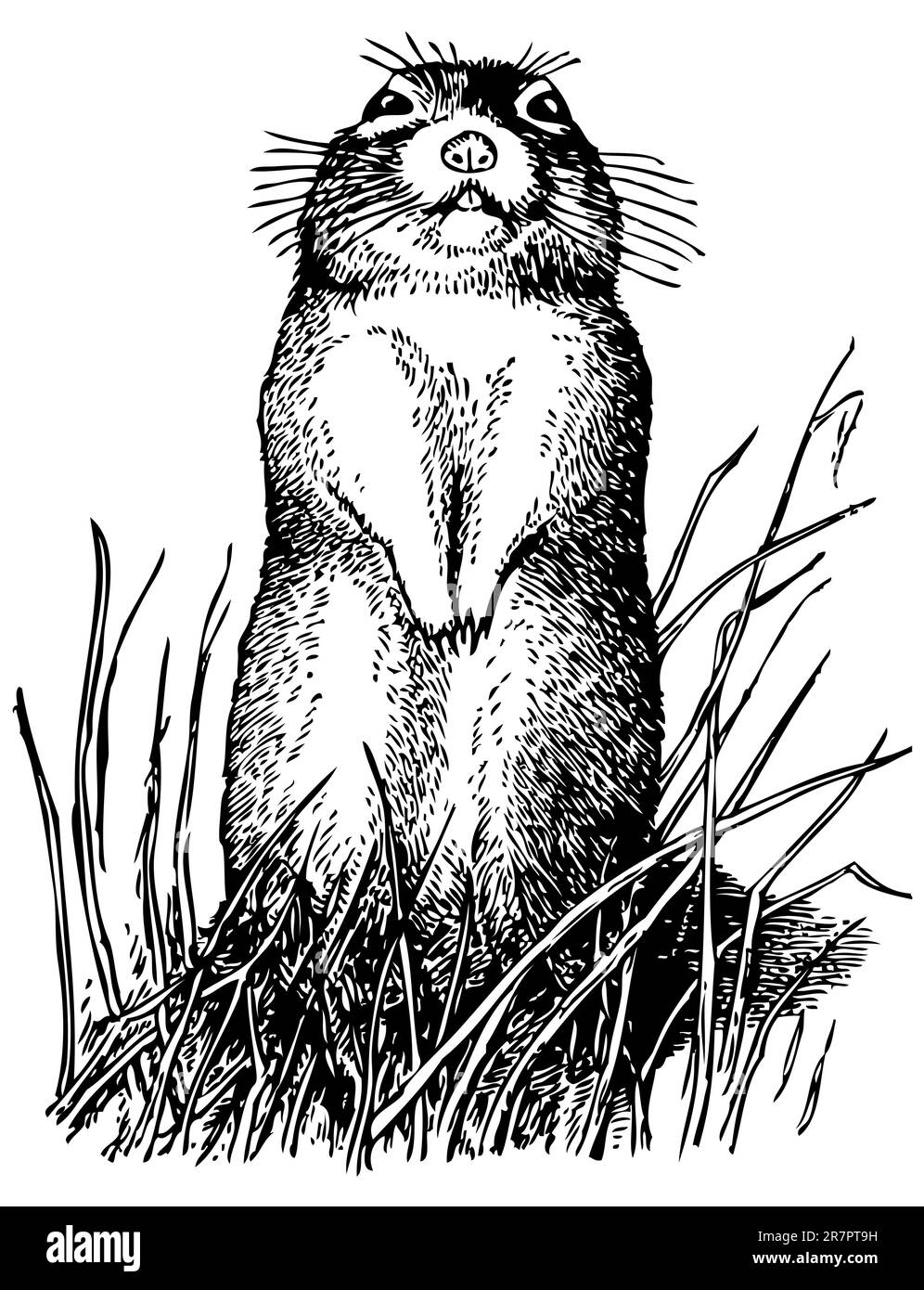 Little ground squirrel in the grass Stock Vector Image & Art - Alamy