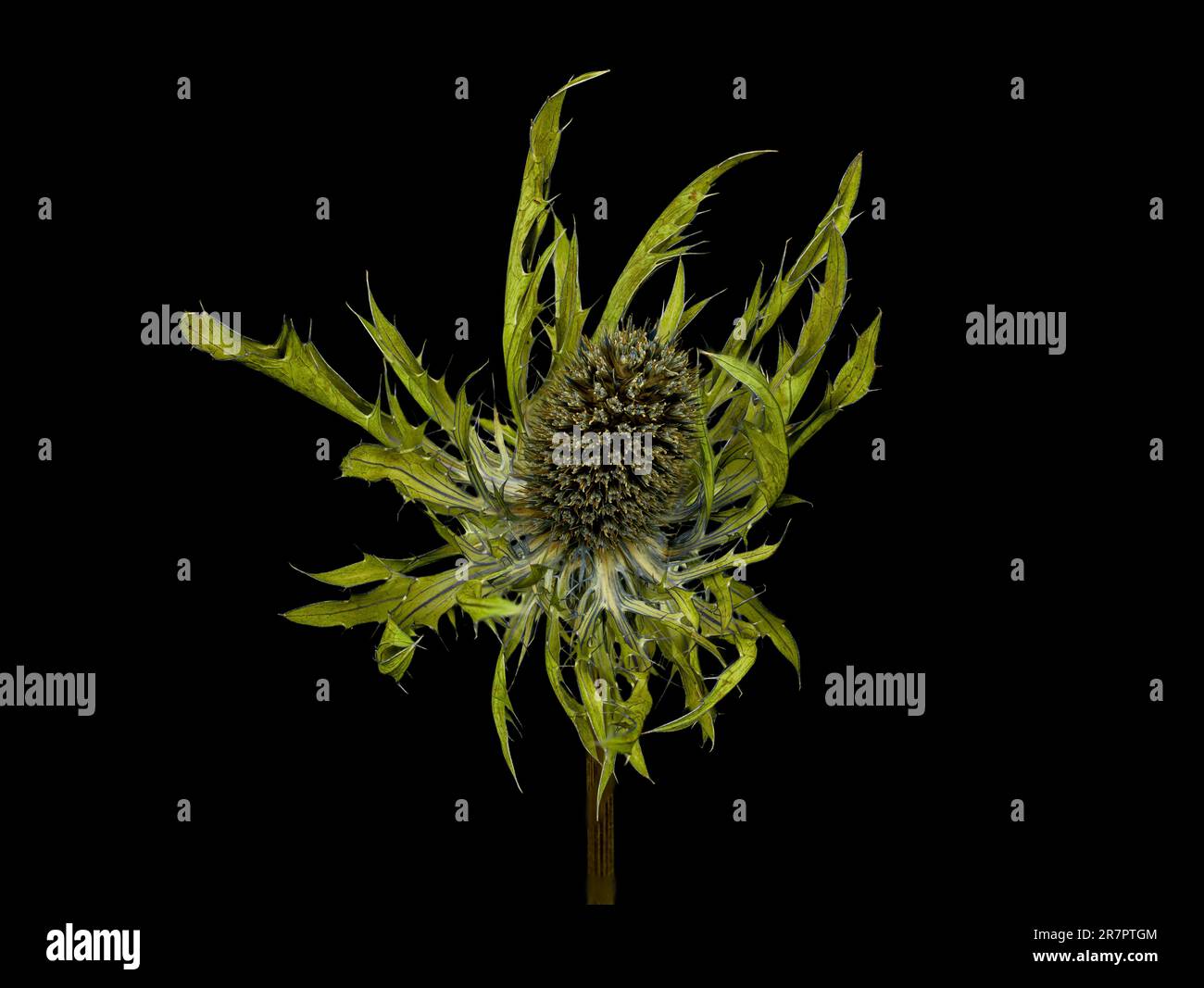 A close-up of a sea eryngo flower on the black background Stock Photo ...