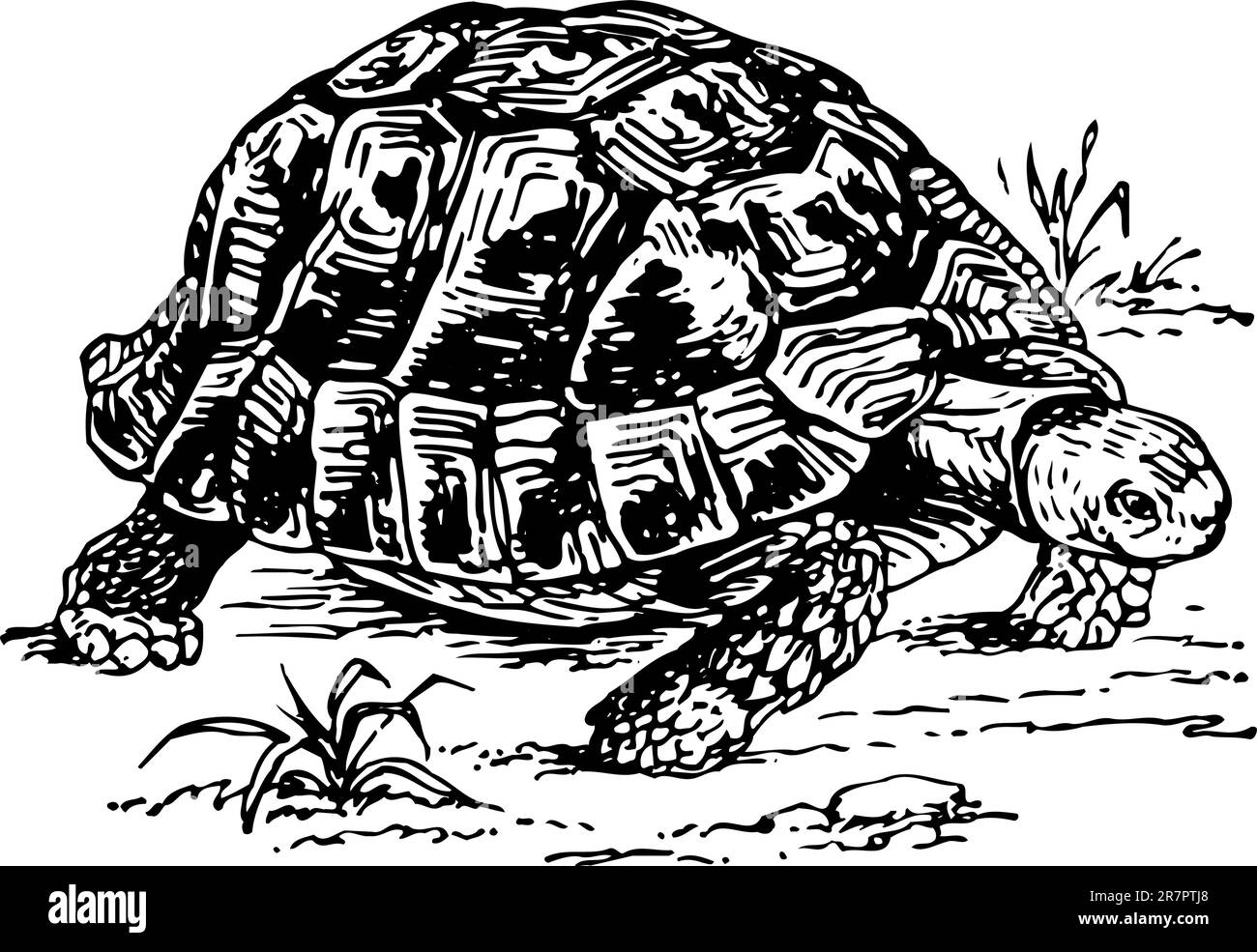 Wet turtle carapace Stock Vector Images - Alamy