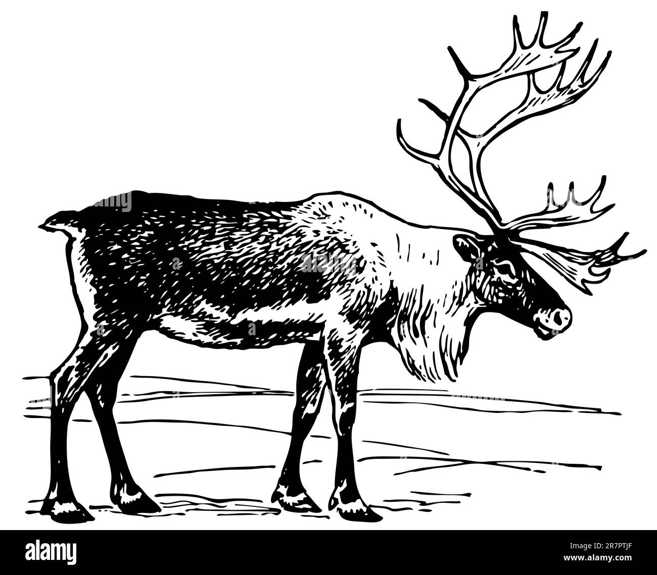 Arctic canada caribou Stock Vector Images - Alamy