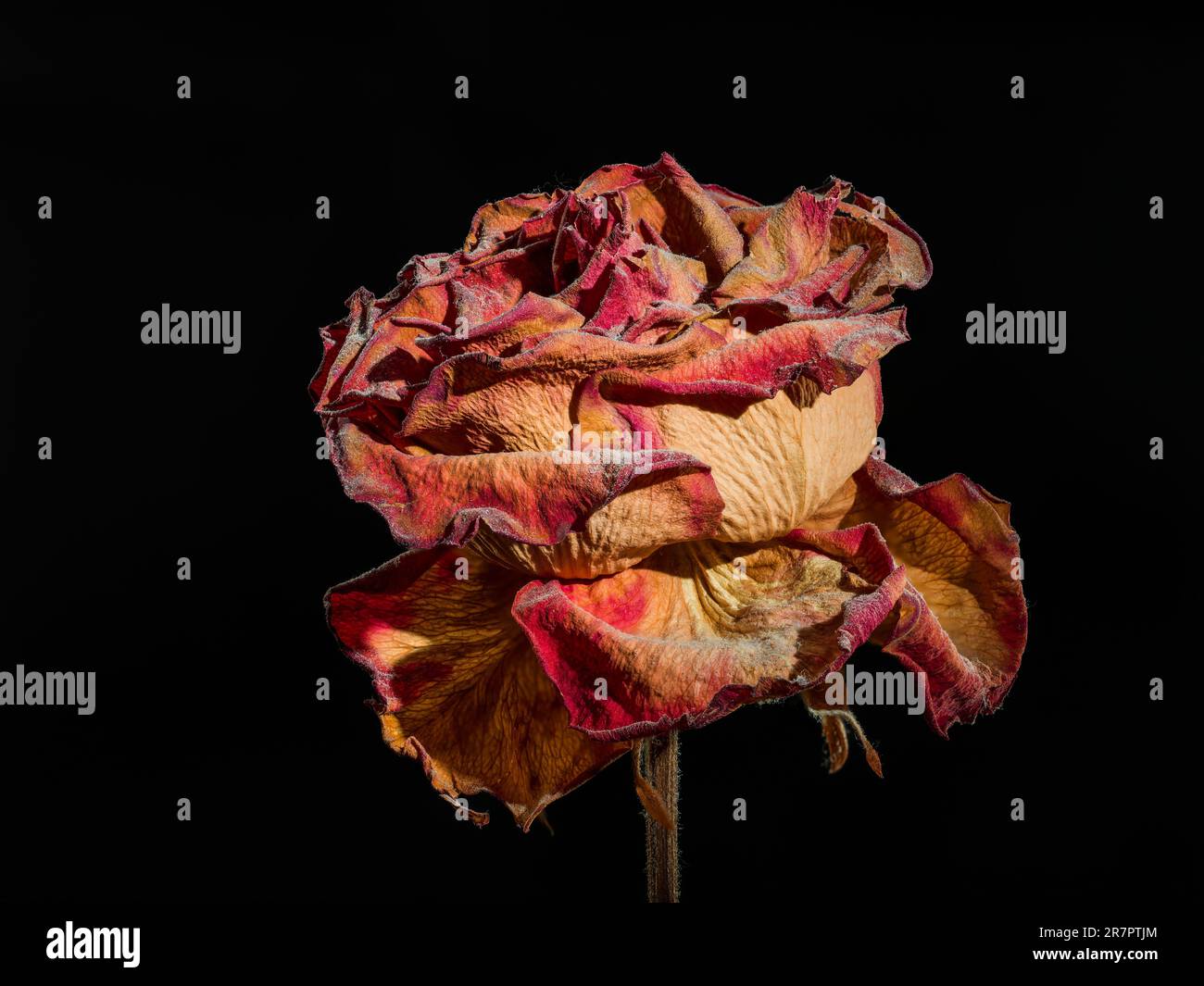 A single, weathered, dried rose against a black background Stock Photo ...