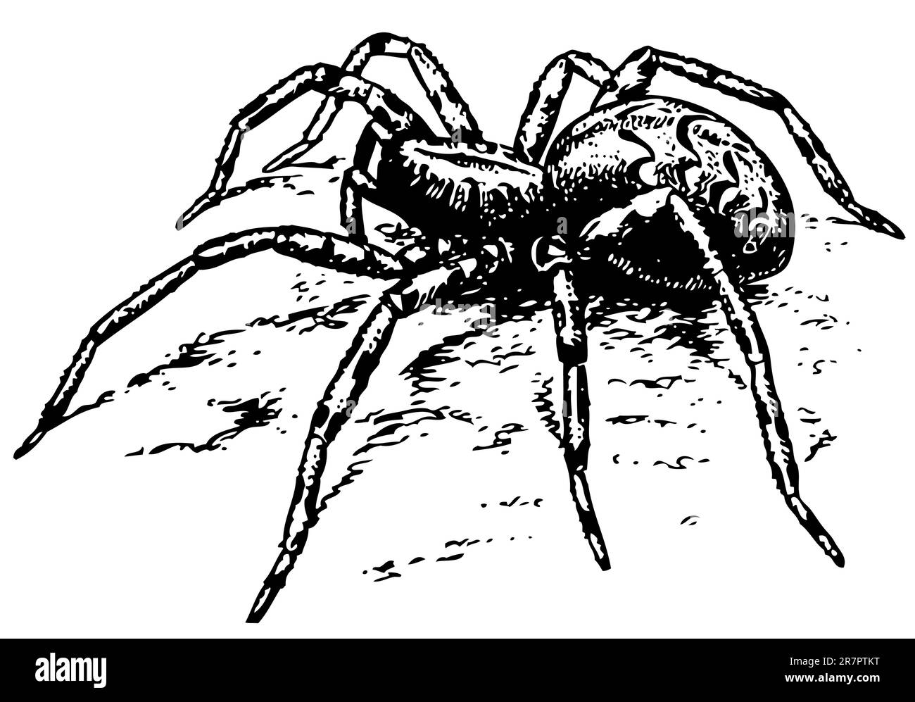 Spider drawing engraving Cut Out Stock Images & Pictures - Alamy