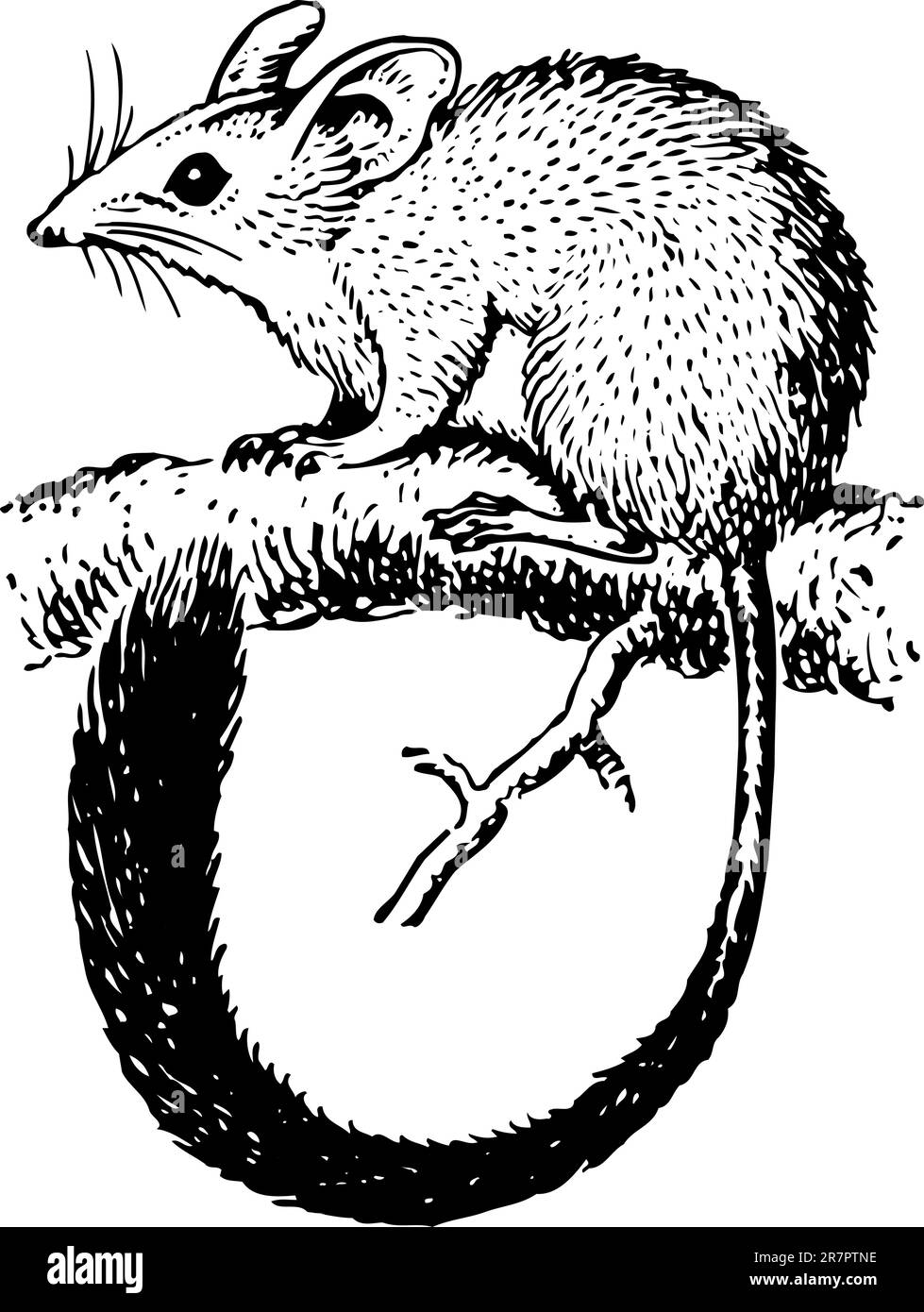 Rodent icon hi-res stock photography and images - Alamy