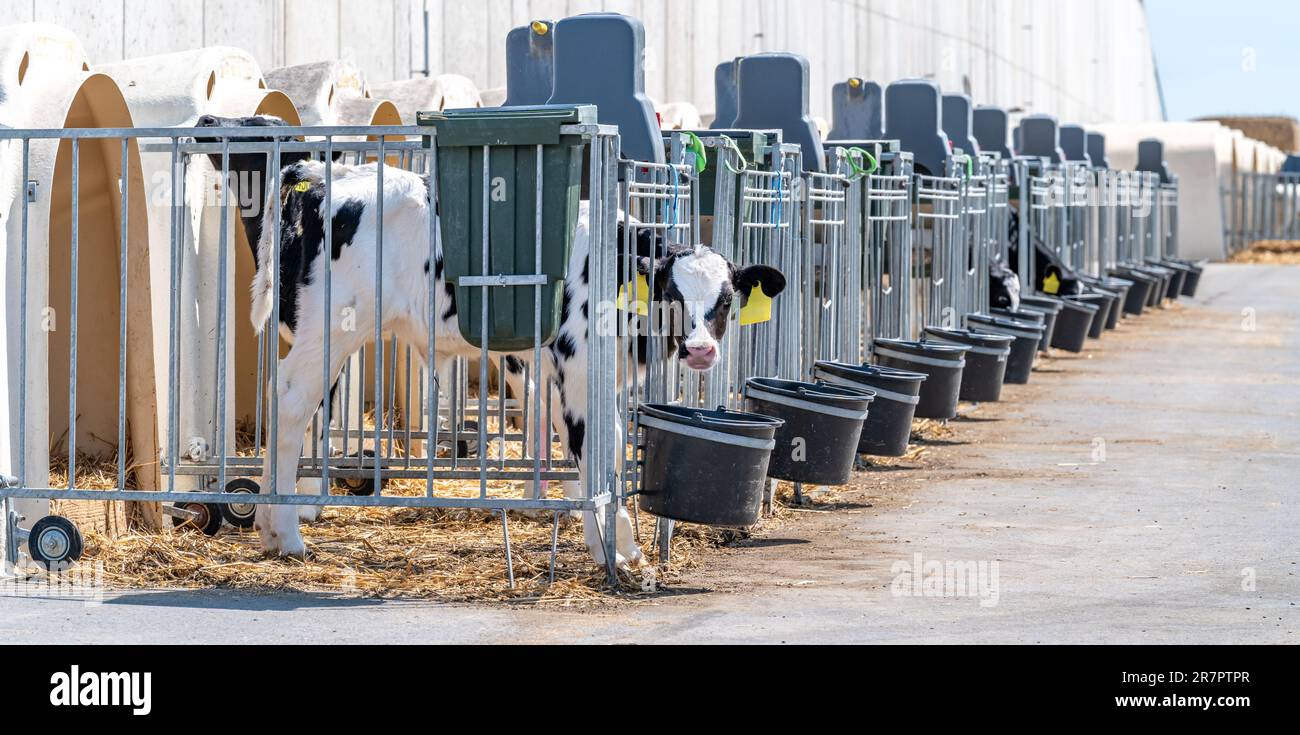 small calves in modern farmyard Stock Photo - Alamy
