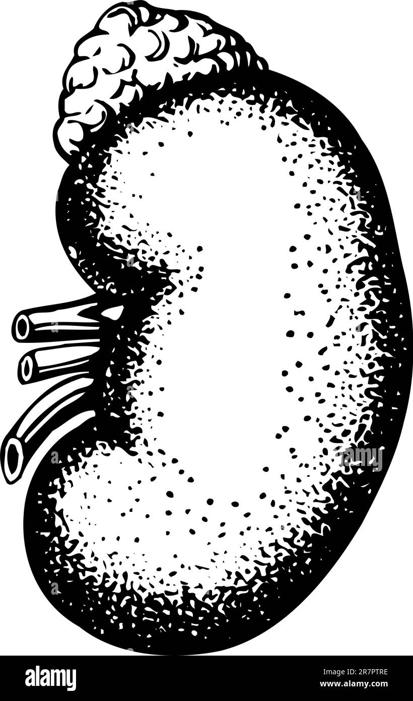 Illustration human kidney Stock Vector Images - Alamy