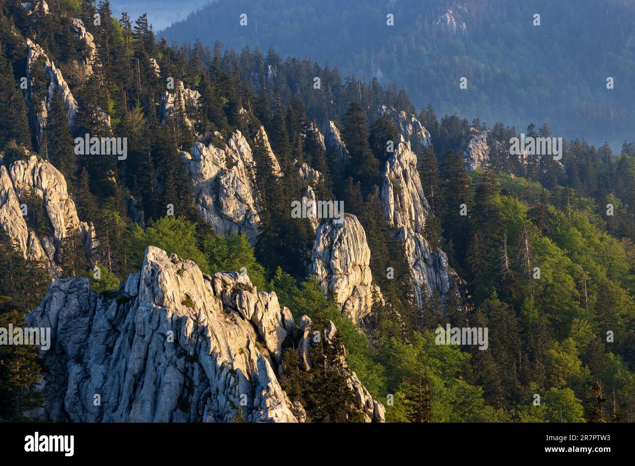 Limestone rocks in the forest on Bijele stijene mountains in Croatia ...