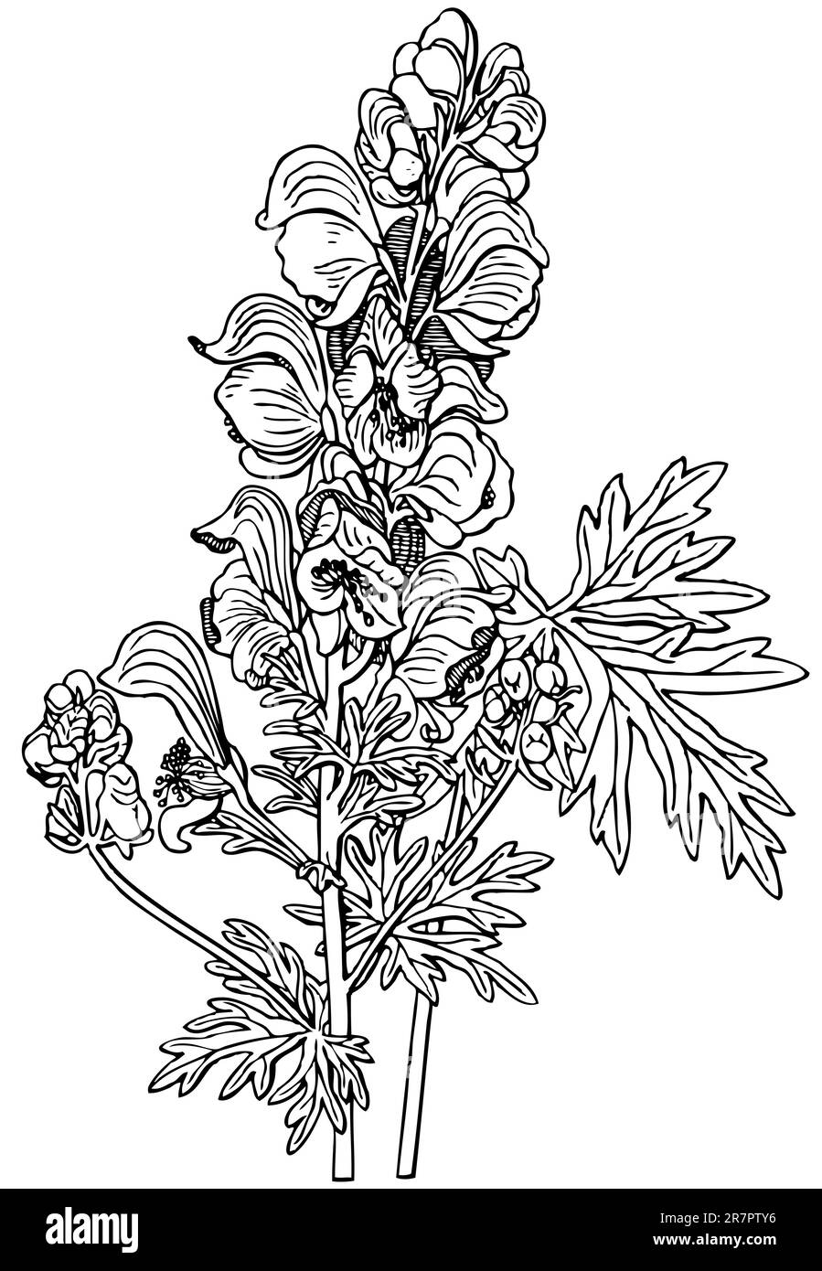 Plant Aconitum Napellus isolated on white Stock Vector Image & Art - Alamy