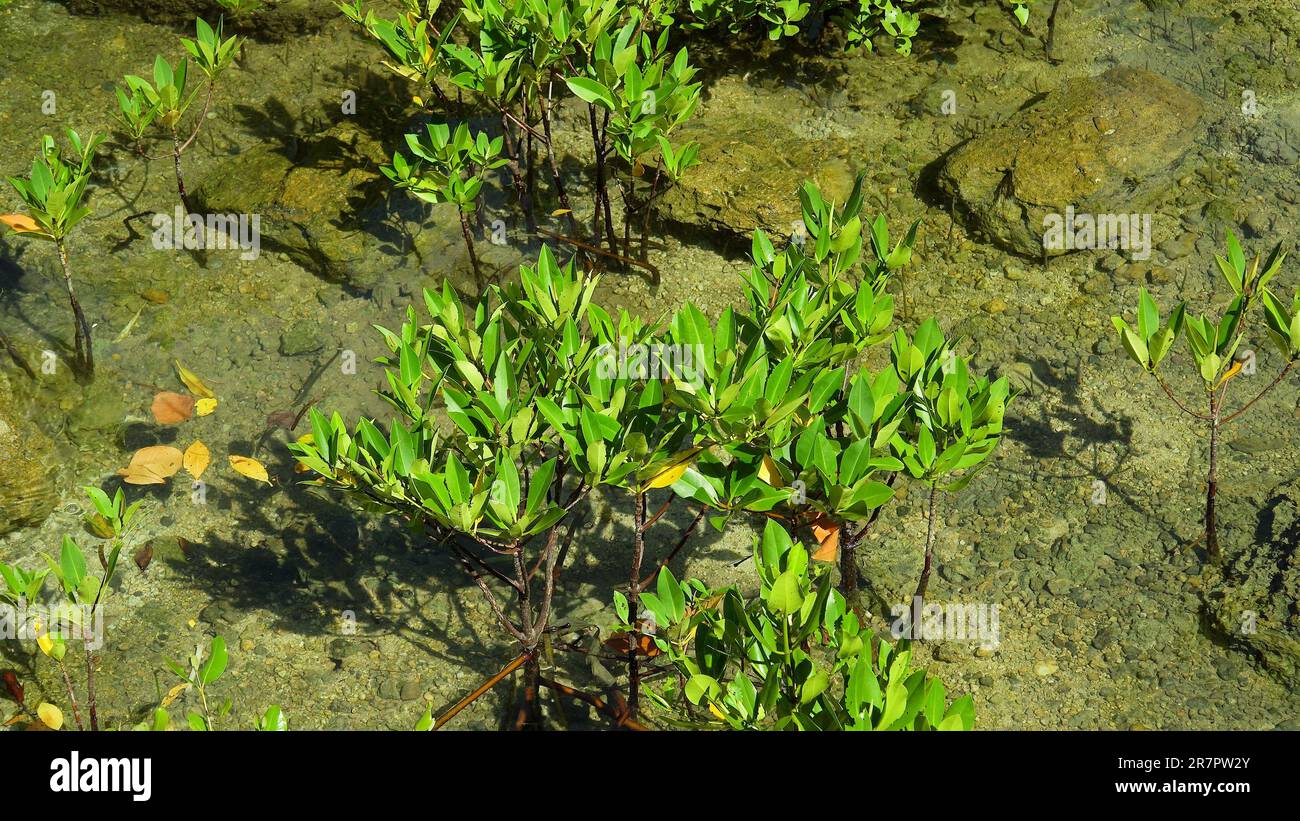 Young mangroves in the water. Mangrove trees in the water on a tropical ...