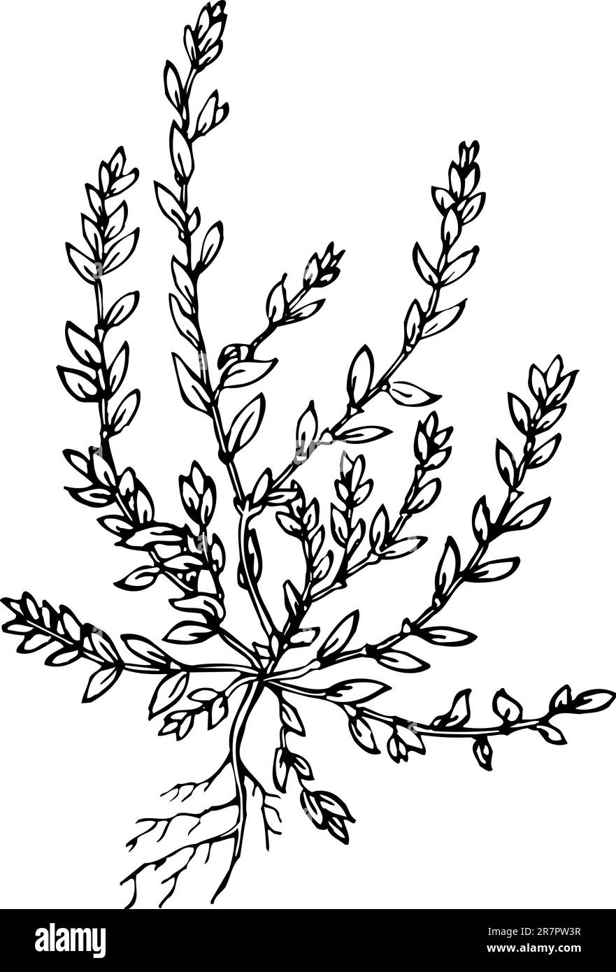 Polygonum aviculare Stock Vector Images - Alamy