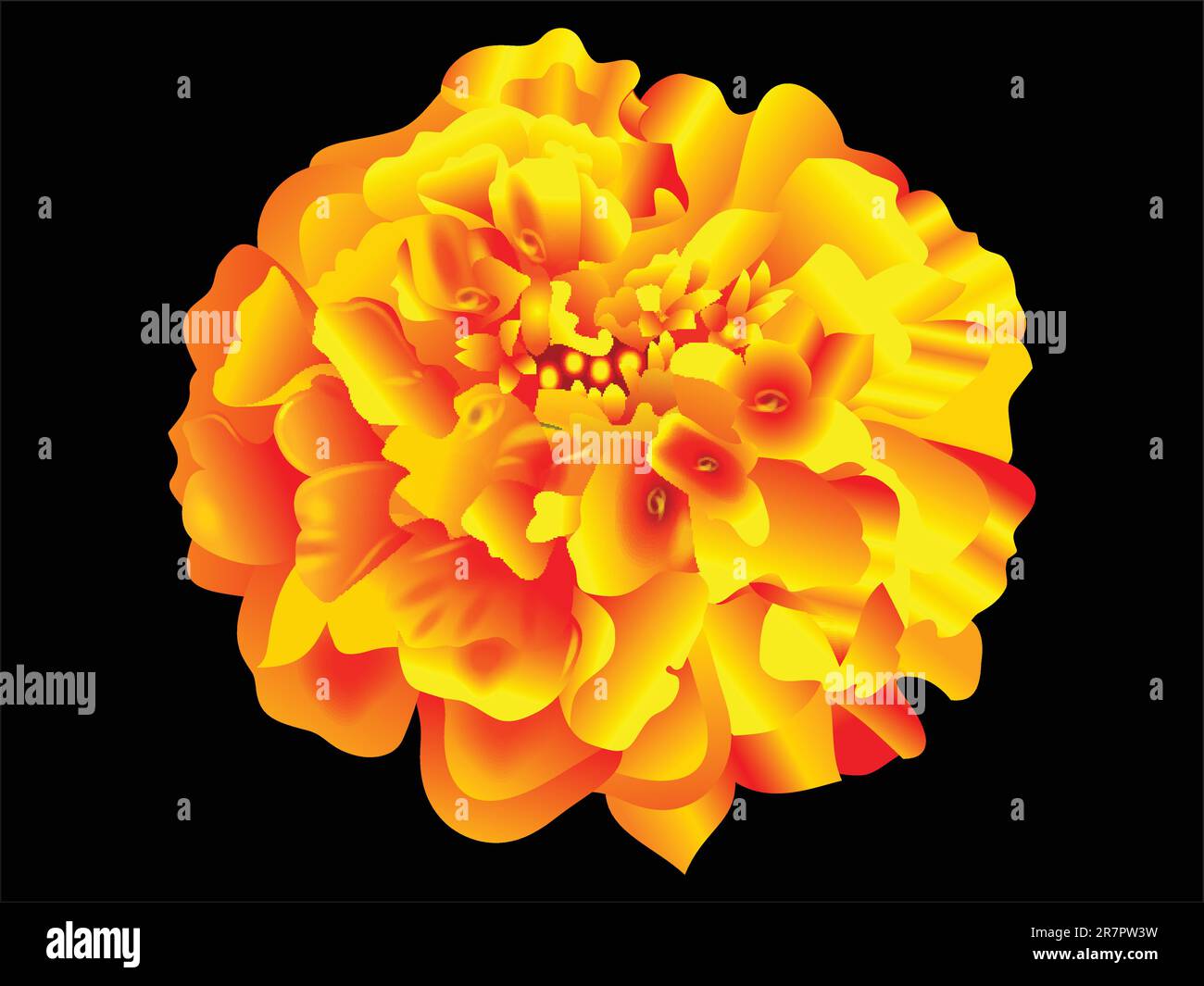 Pot marigold Stock Vector Images - Alamy