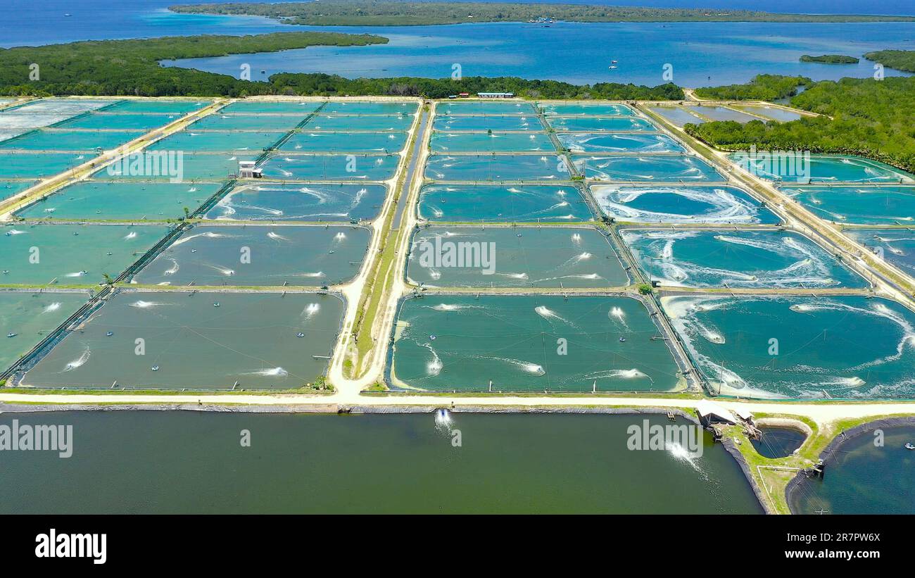 Aerial view of the prawn farm with aerator pump. Bohol, Philippines ...