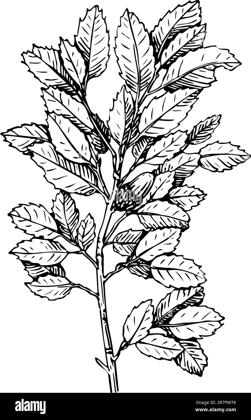 Live oak tree isolated on white Stock Vector Images - Alamy