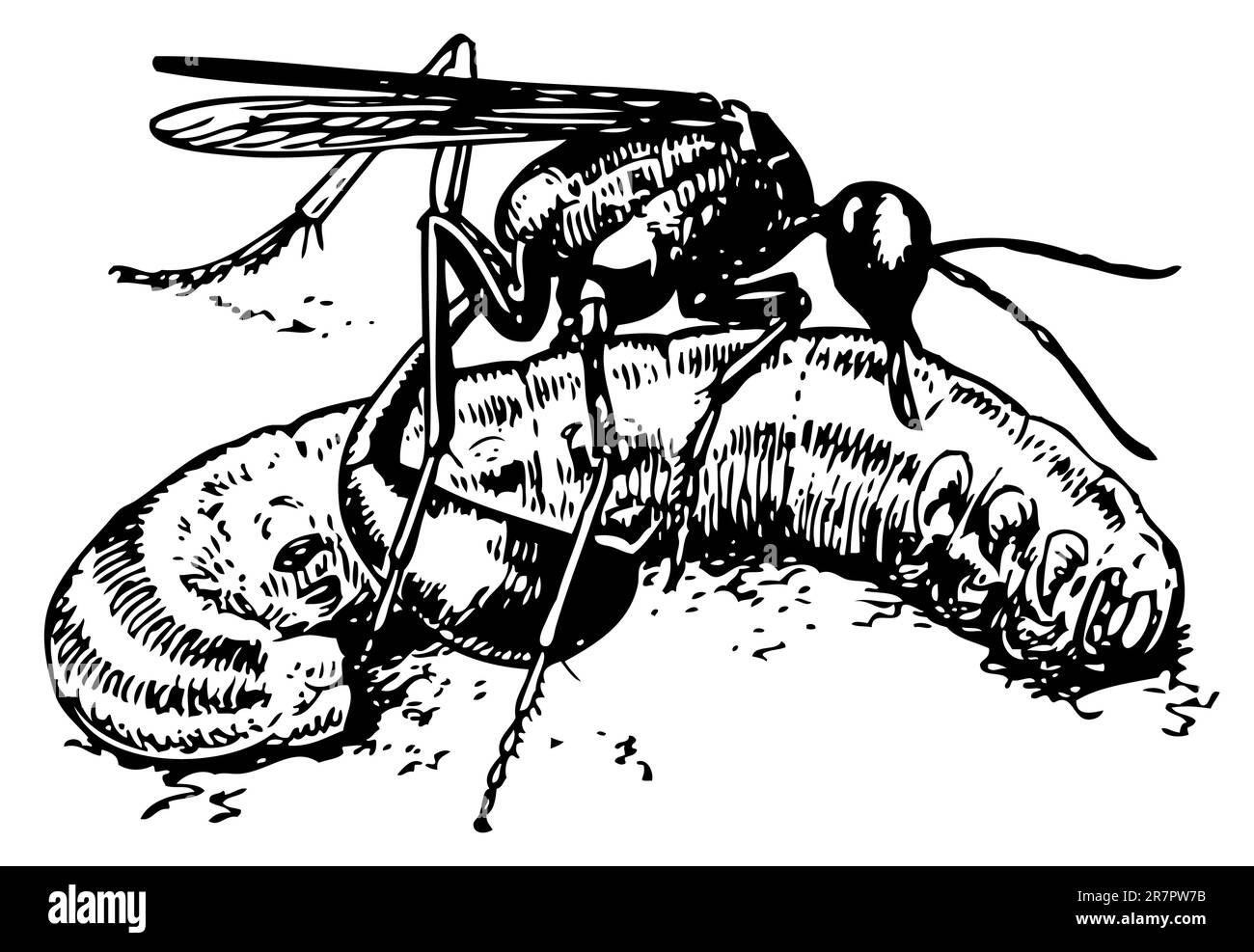 Caterpillar with horn hi-res stock photography and images - Alamy