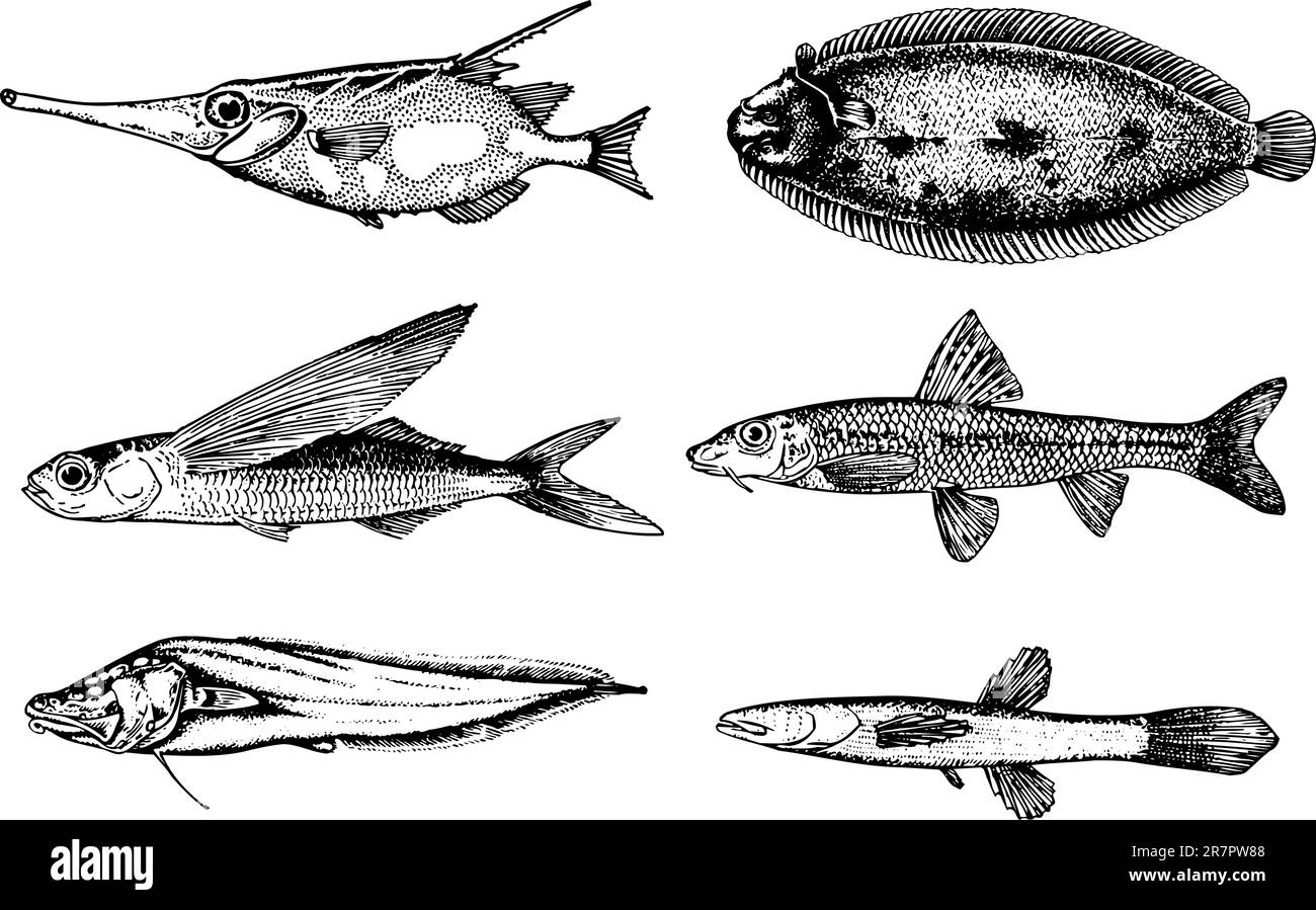 Groups of fish hi-res stock photography and images - Alamy