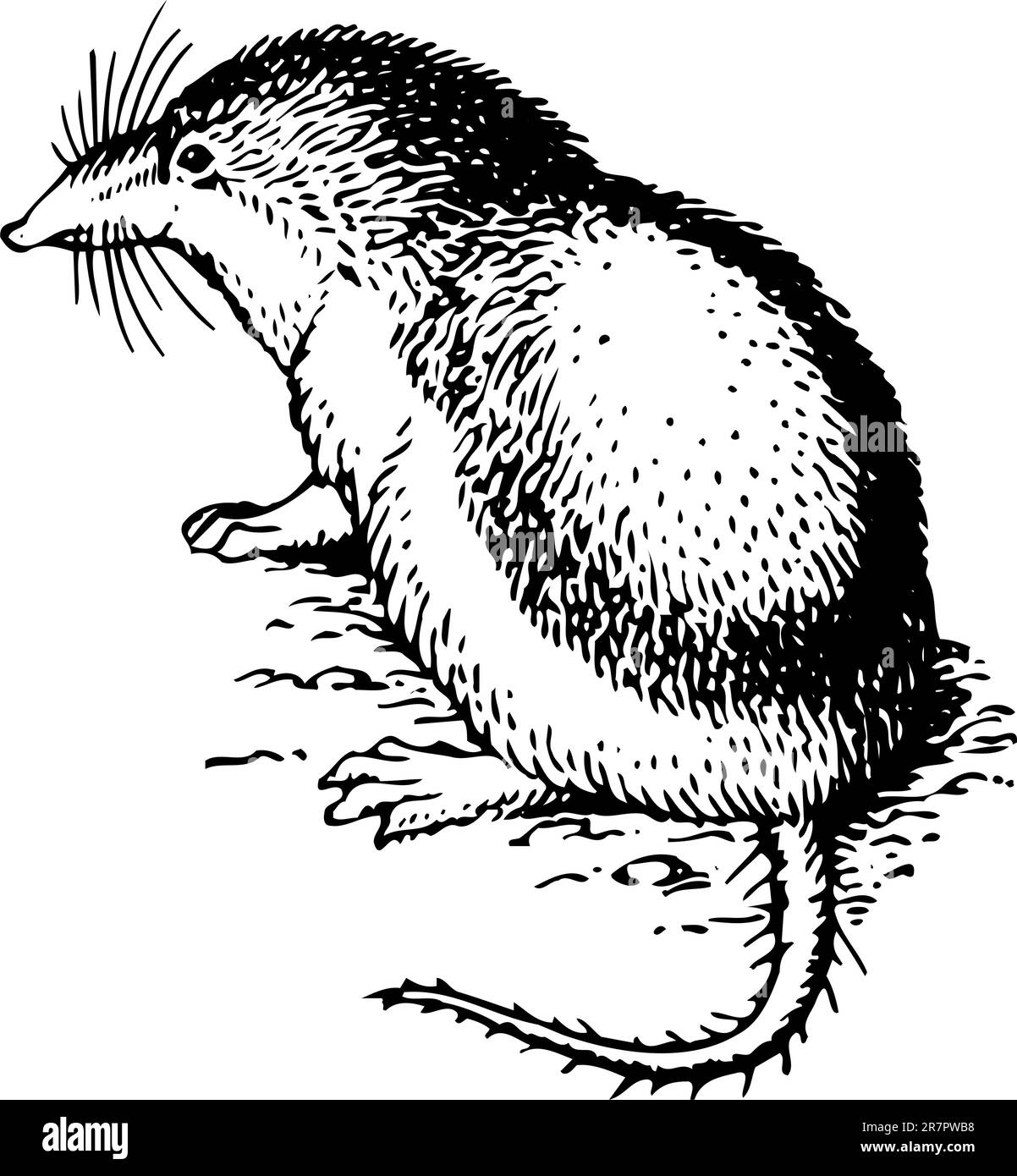 Black rat isolated on white Black and White Stock Photos & Images - Alamy