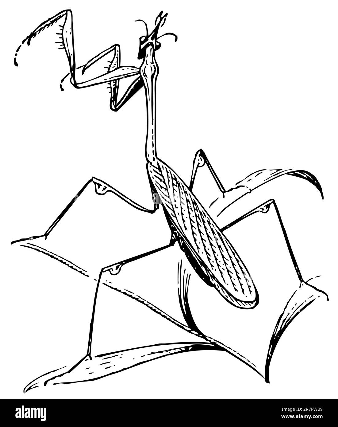 Empusa mantis Stock Vector Images - Alamy