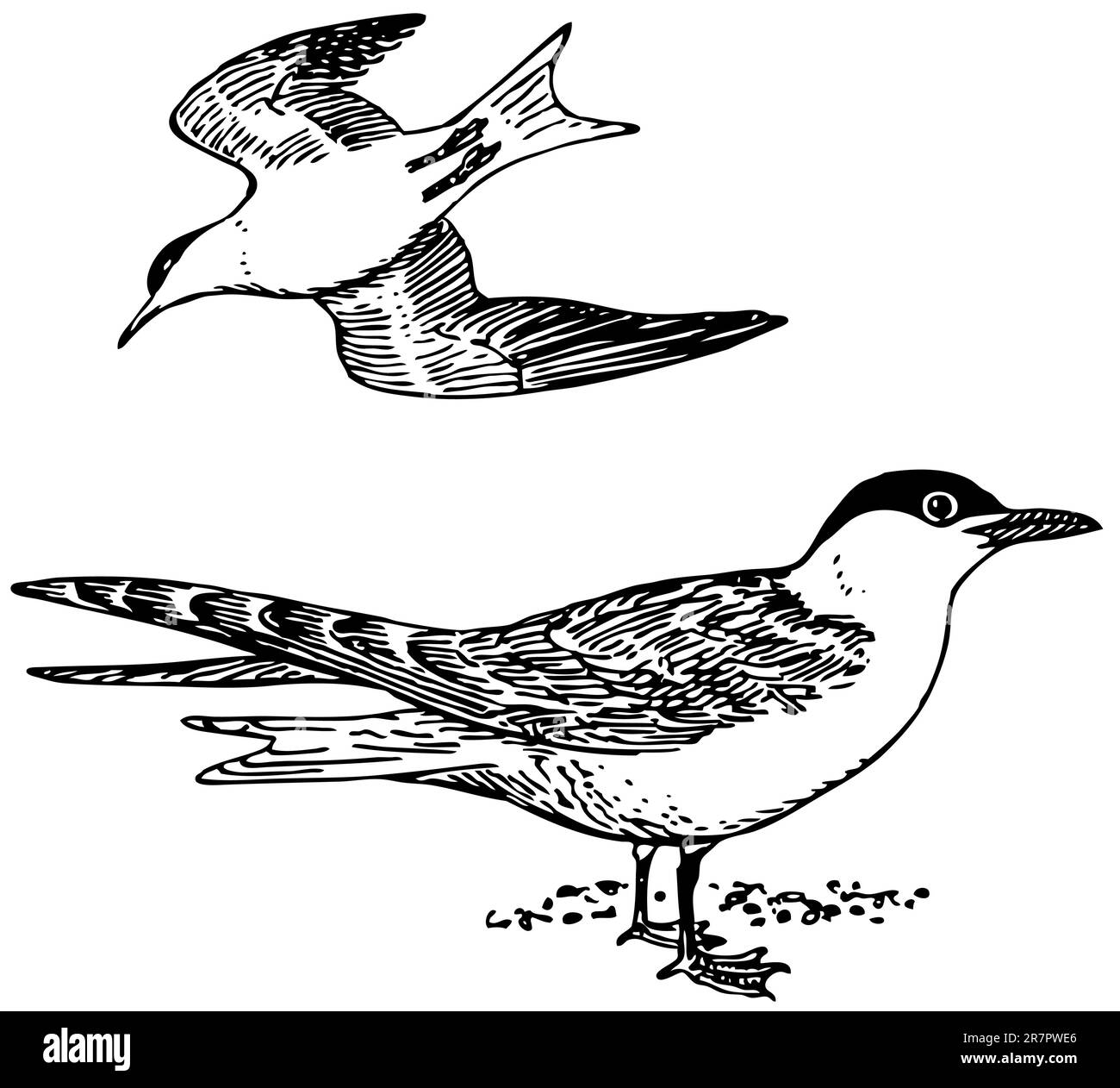 Two Birds Clipart Black And White