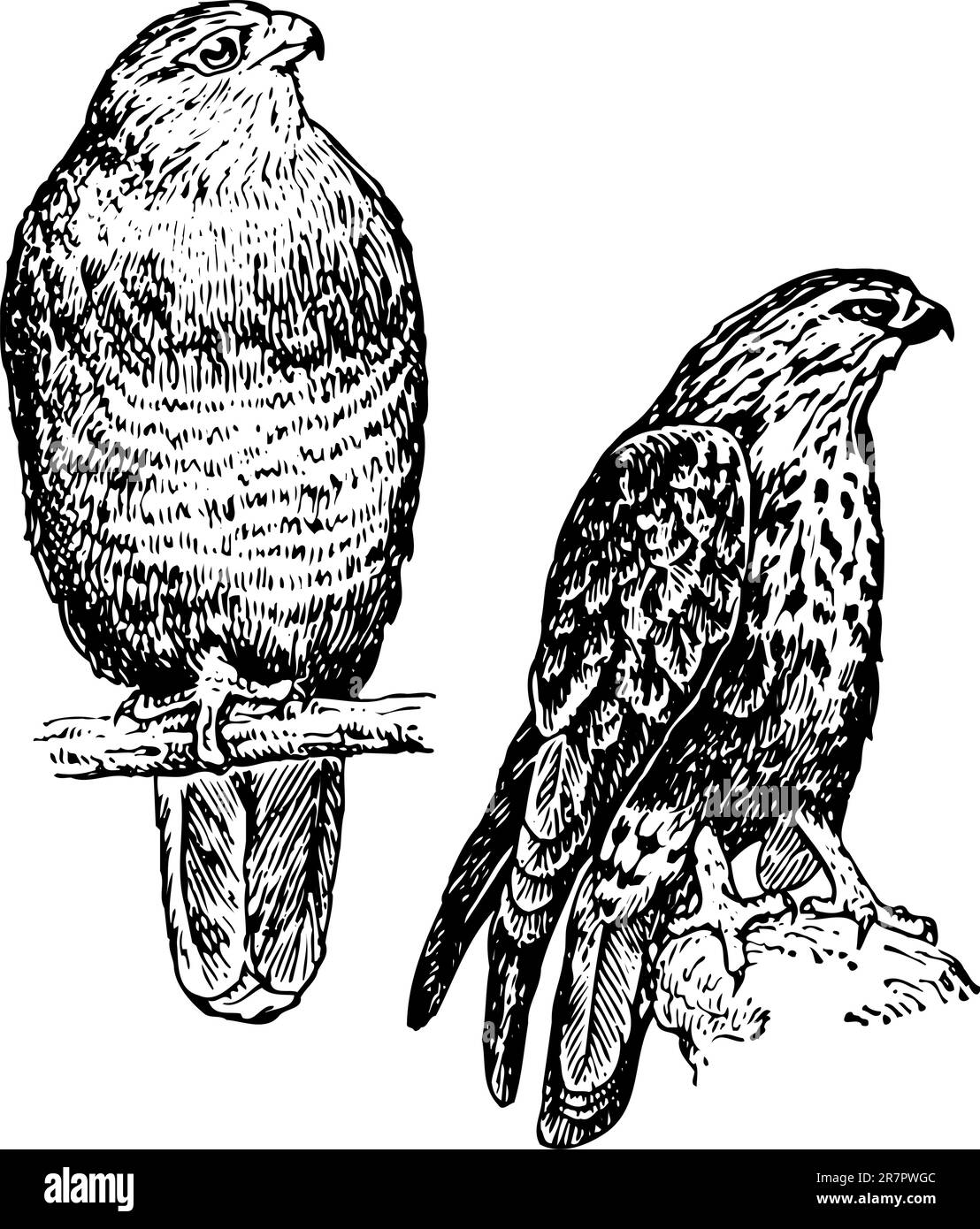 Birds protection Black and White Stock Photos & Images - Alamy